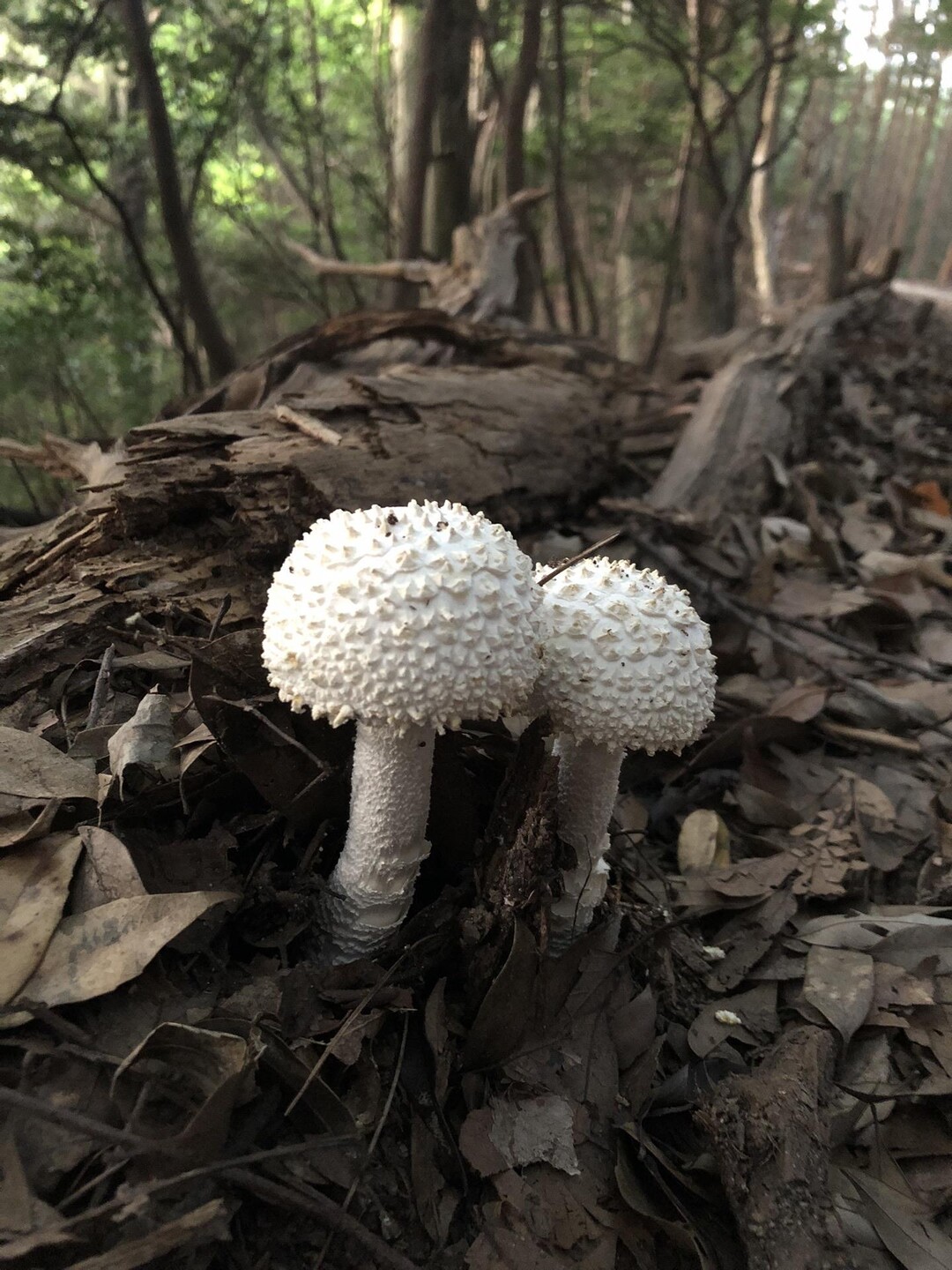 ASK🏃‍♂️本宮山⛰️88 / スカじいさんの本宮山・大日山・風頭山の活動データ | YAMAP / ヤマップ