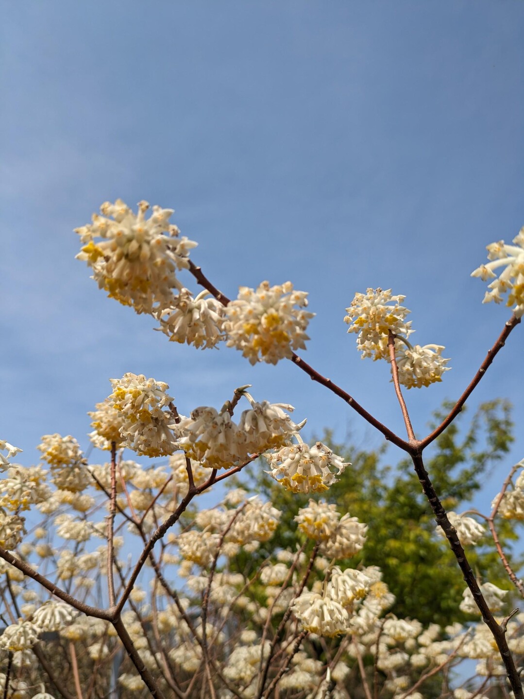 大楠山 / Azu&Samさんの大楠山・武山・三浦富士の活動データ | YAMAP / ヤマップ