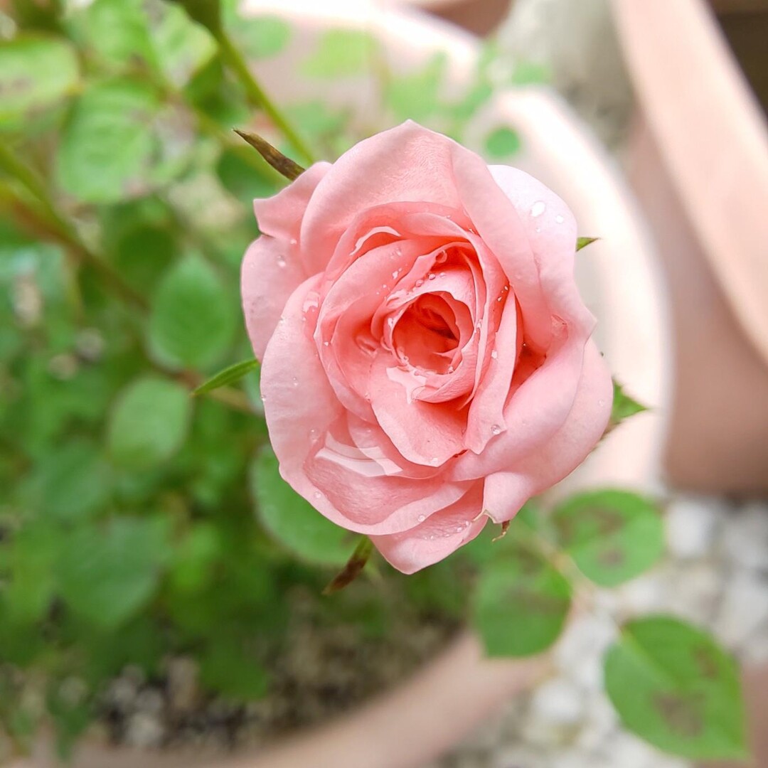 雑多 Rose待ち 薔薇待ち🌹 過去行... / Yulÿさんのモーメント | YAMAP / ヤマップ