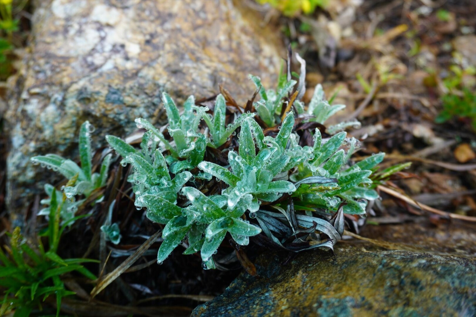 早池峰山は雨だった / ちゅうさんの早池峰山・薬師岳・鶏頭山の活動データ | YAMAP / ヤマップ