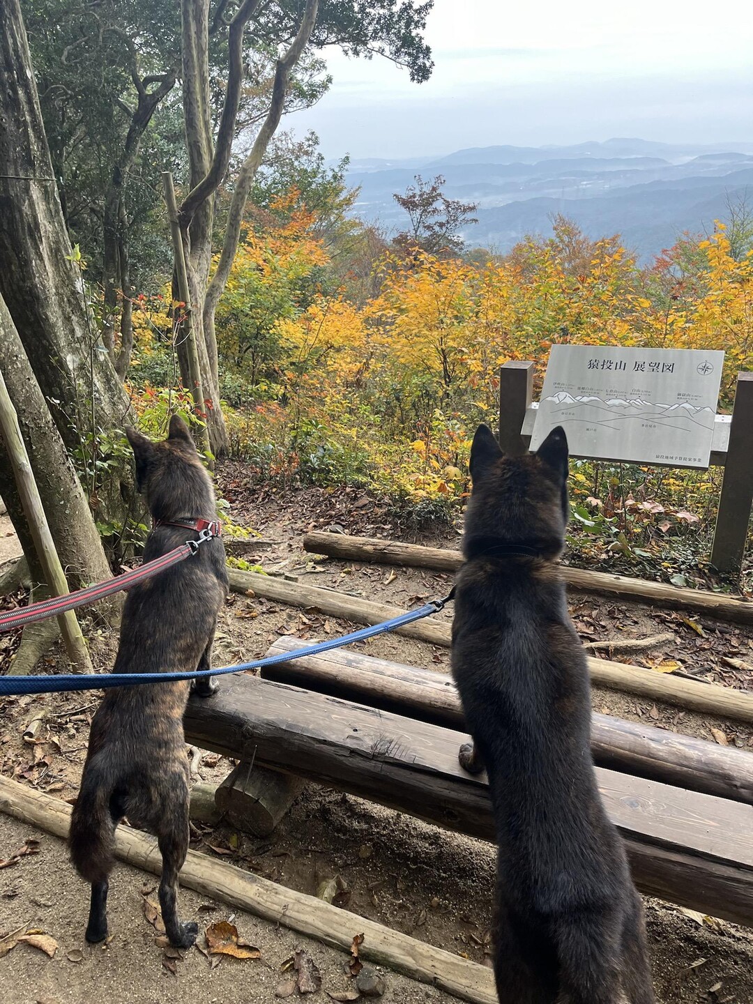 猿投山・城ヶ峰32回目 / Markさんの猿投山・物見山の活動データ | YAMAP / ヤマップ