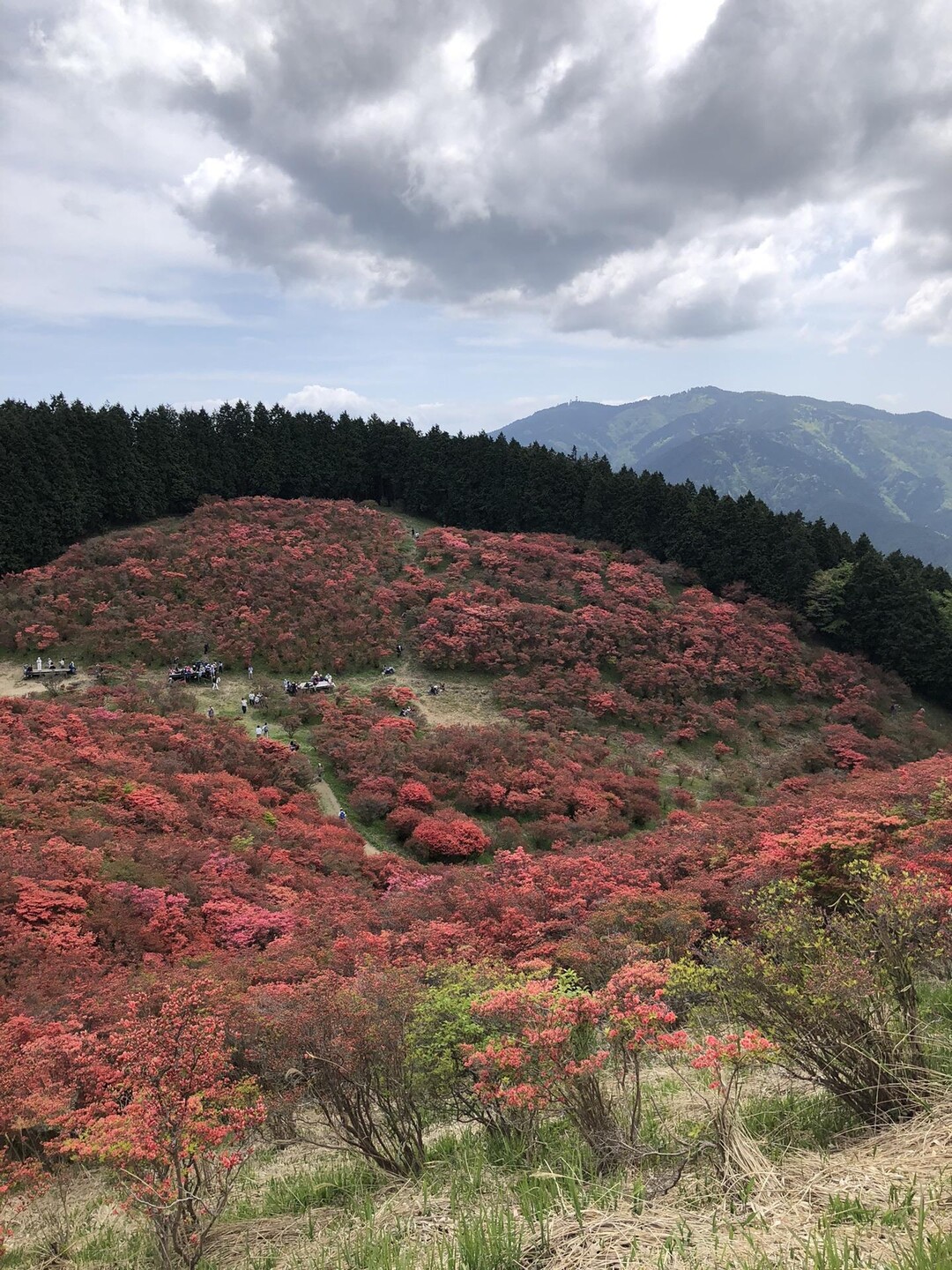 R5.5.4 ツツジを観に大和葛城山へ🌸 / のりさんの葛城古道の活動データ | YAMAP / ヤマップ
