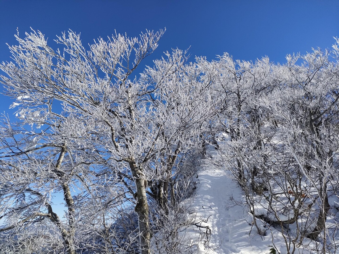 美しき霧氷 瀧山 / Itoさんの蔵王山・雁戸山・不忘山の活動日記 | YAMAP / ヤマップ