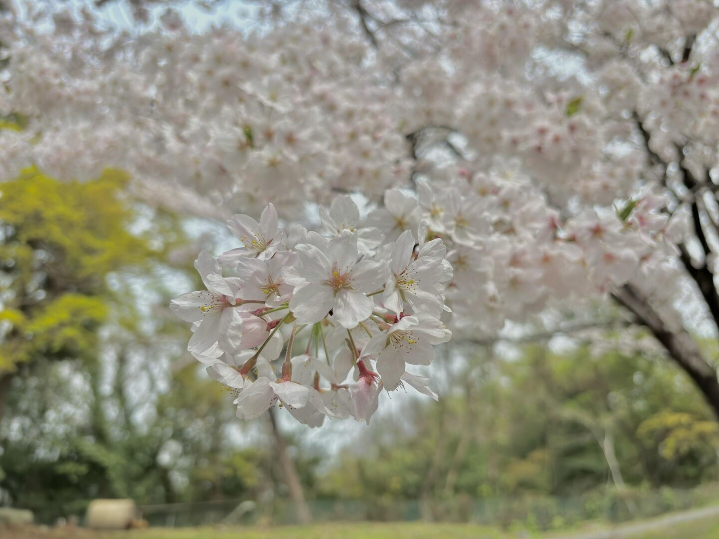 SAKURA DRIVE 〜知多13ピーク〜 / kuma925さんの知多半島（任坊山・本宮山・鍋山）の活動データ | YAMAP / ヤマップ