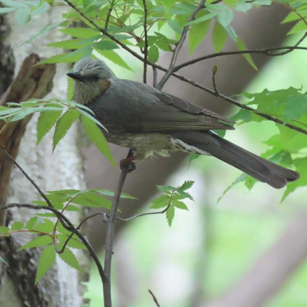 三菱山と旭山記念公園 / rukamakiさんの砥石山・青山の活動データ | YAMAP / ヤマップ