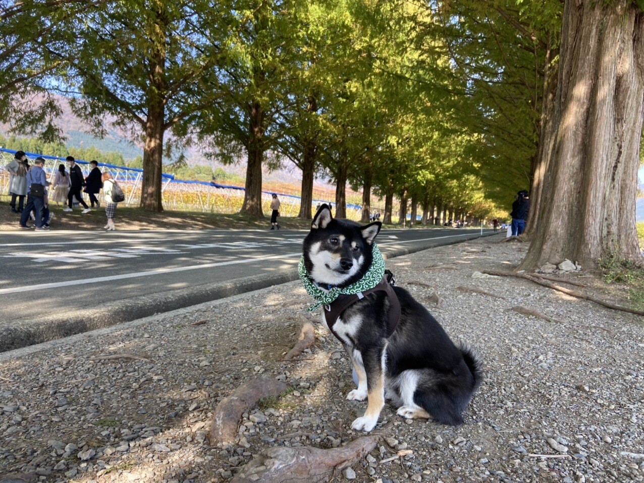 滋賀県を端から端まで、紅葉求めて🍁ドラ... / Corchanさんのモーメント | YAMAP / ヤマップ
