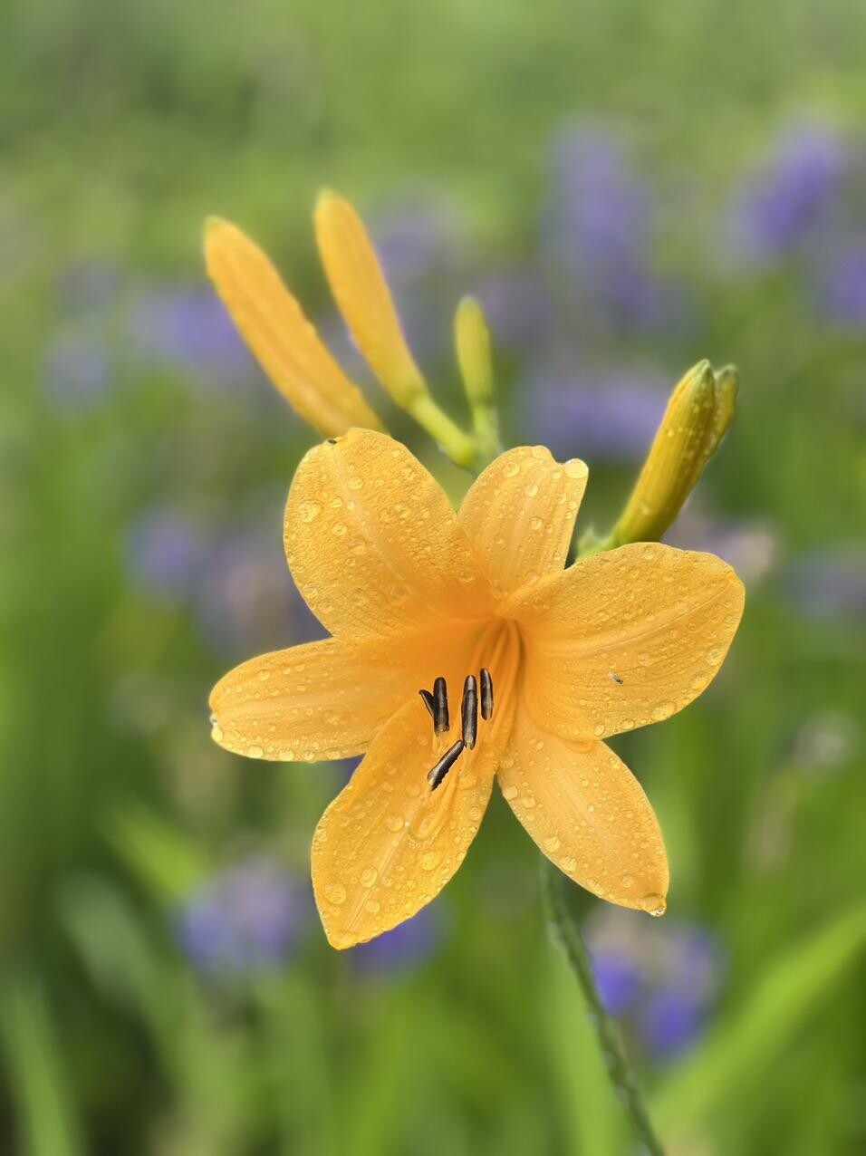 miyuのページ | YAMAP / ヤマップ