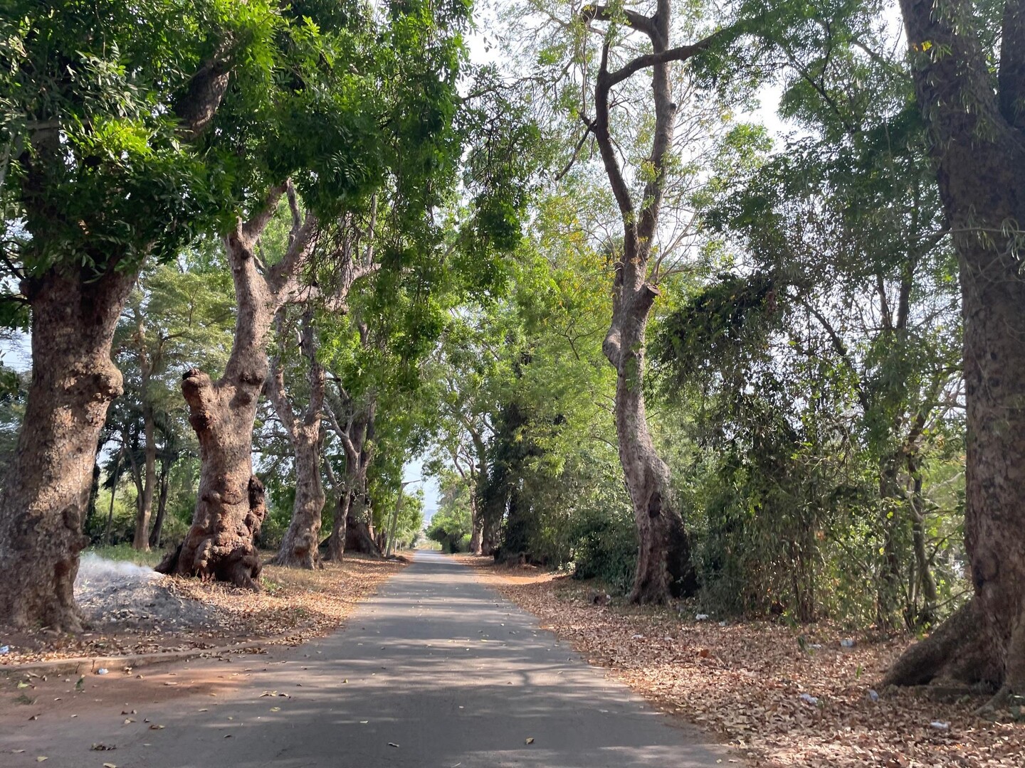 やっと来れたガーナ！ / xmatyoさんのランニングの活動データ | YAMAP / ヤマップ