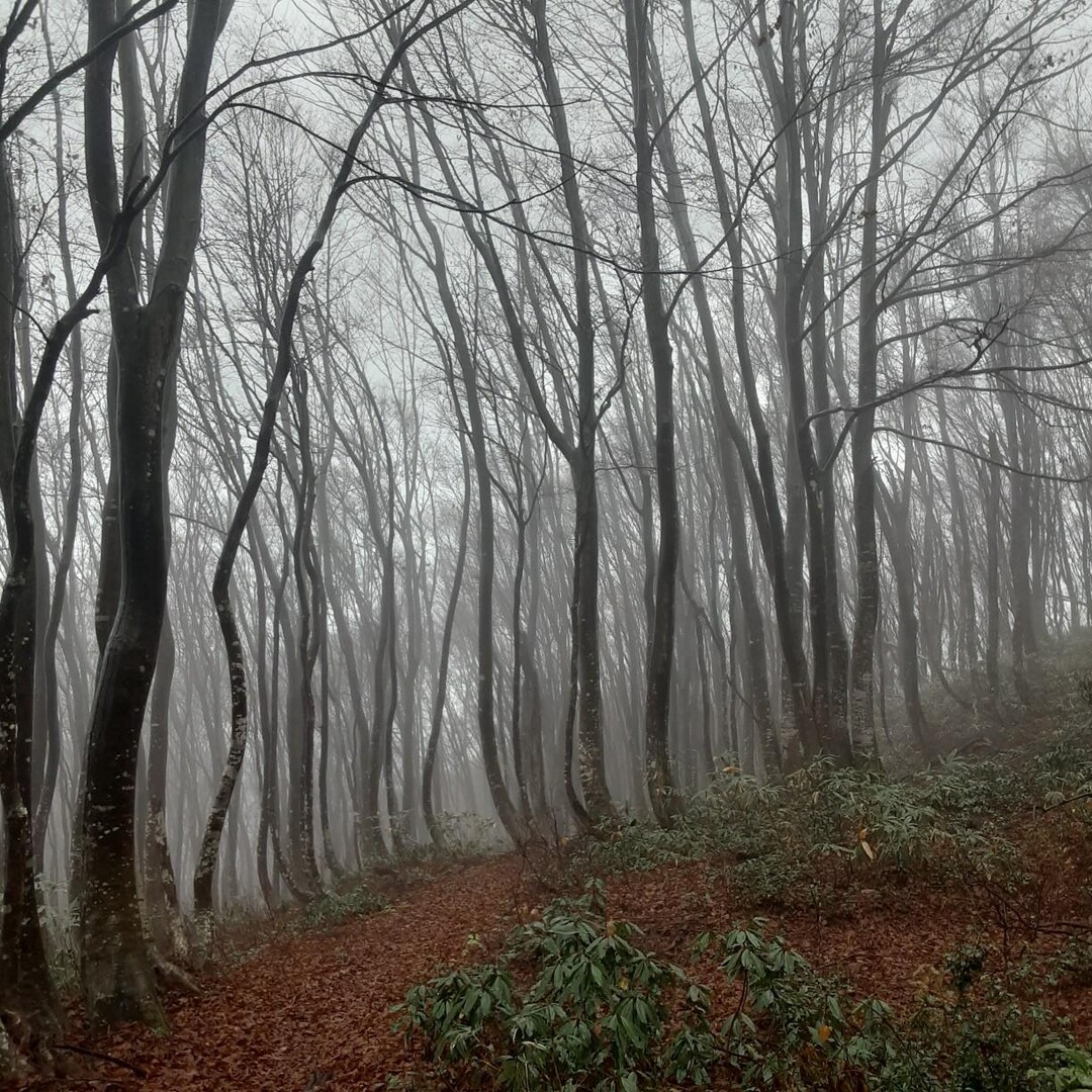 長工新道～枡形山*13 / DKさんの鋸山・三ノ峠山・八方台の活動データ | YAMAP / ヤマップ