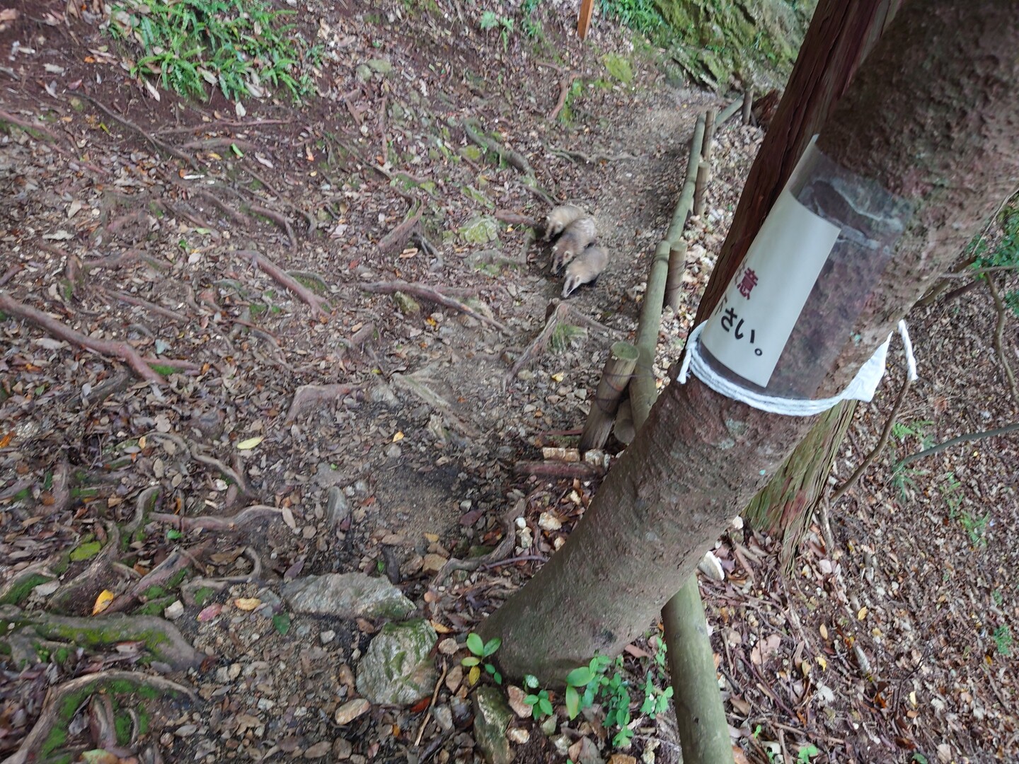 3匹のアナグマ兄弟に遭遇🦡金華山 / pandaさんの金華山・洞山・舟伏山の活動データ | YAMAP / ヤマップ