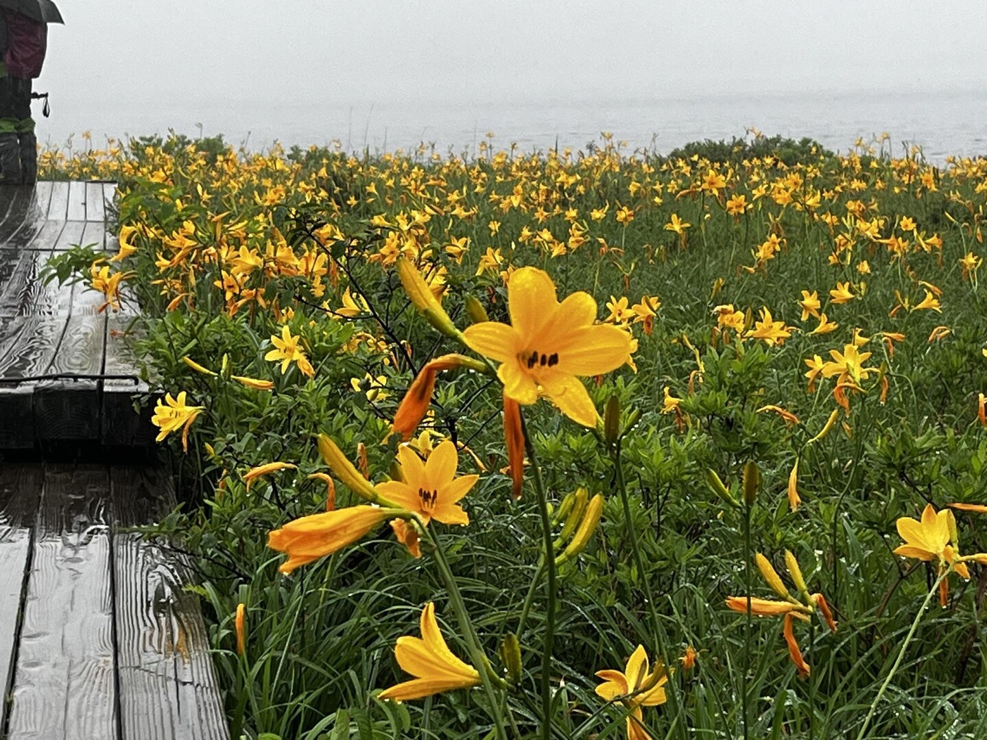 満開のニッコウキスゲと雄国沼 / jackさんの磐梯山・雄国山・赤埴山の活動データ | YAMAP / ヤマップ
