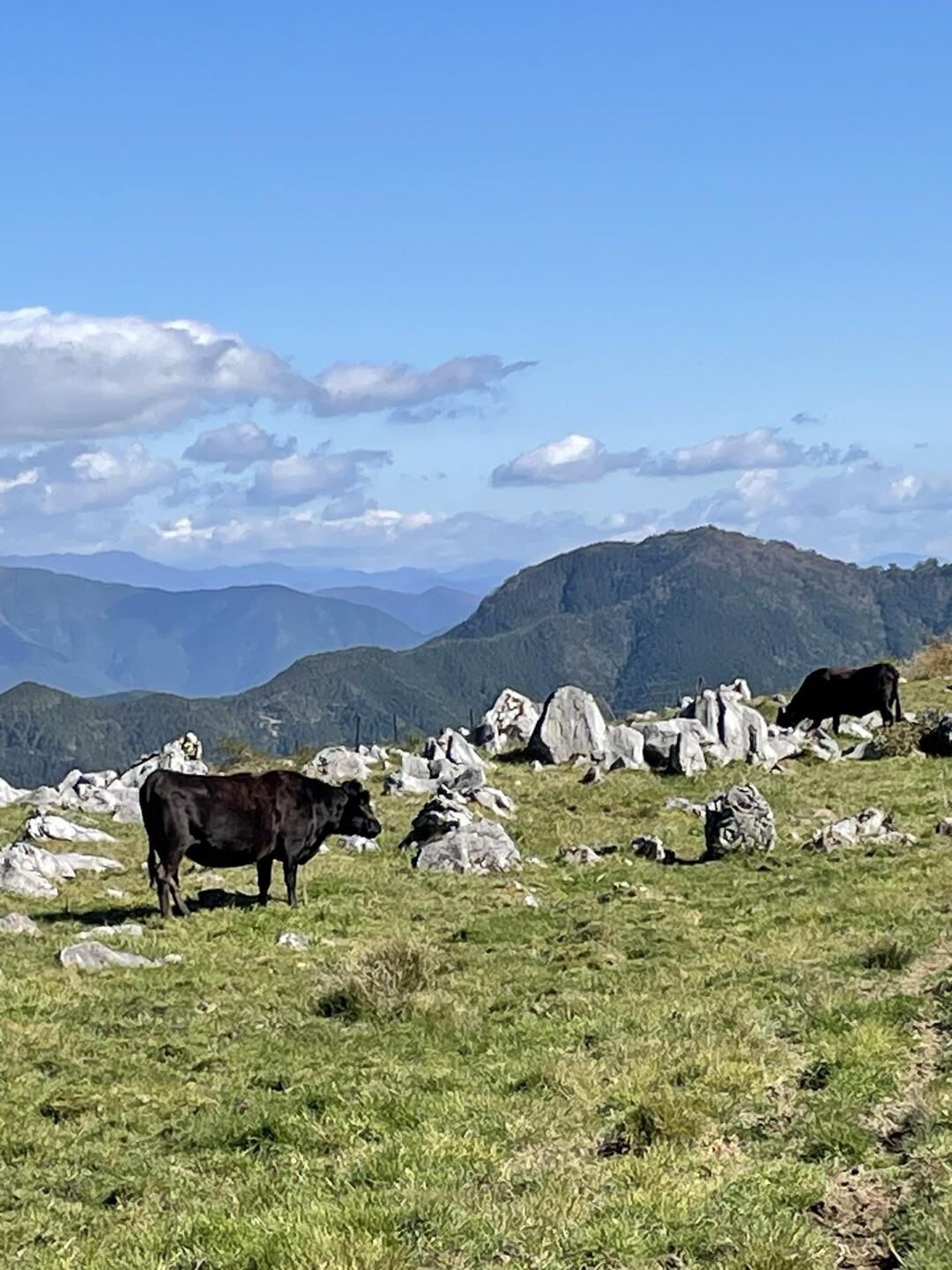 四国カルスト 🚗 🚶🚶‍♀️ / Rei.hさんのウォーキングの活動データ | YAMAP / ヤマップ