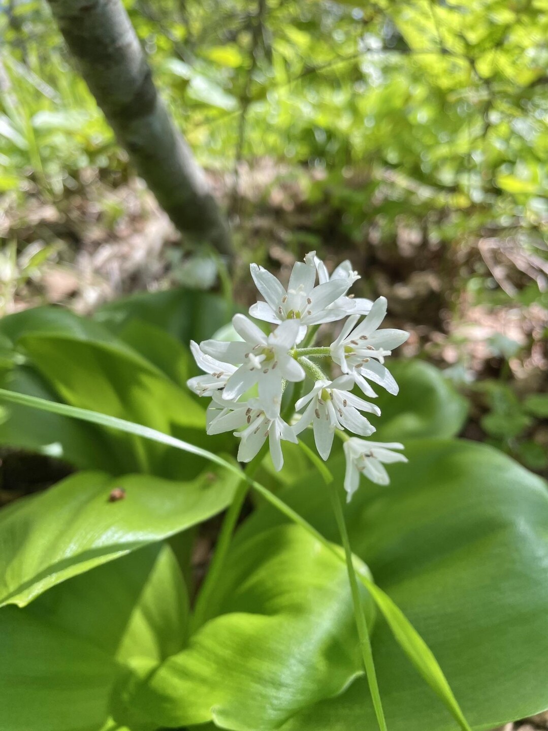 イワオヌプリ（硫黄山） / Kojiさんのニセコアンヌプリ・イワオヌプリ・チセヌプリの活動データ | YAMAP / ヤマップ