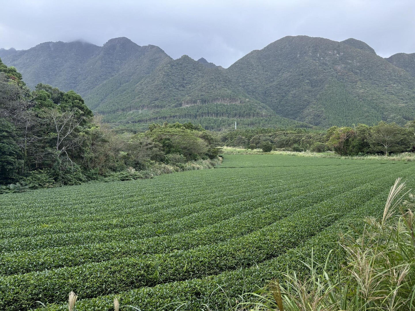 2024-10-14 LSD / 大木 信介さんのランニングの活動データ | YAMAP / ヤマップ