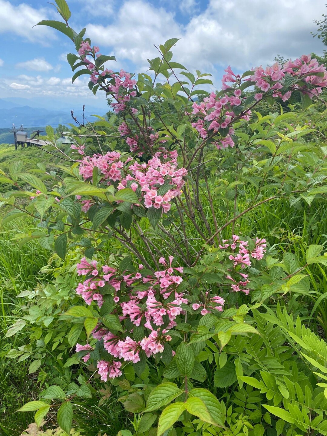 五竜高山植物園 / Myaccoroさんのウォーキングの活動データ | YAMAP / ヤマップ