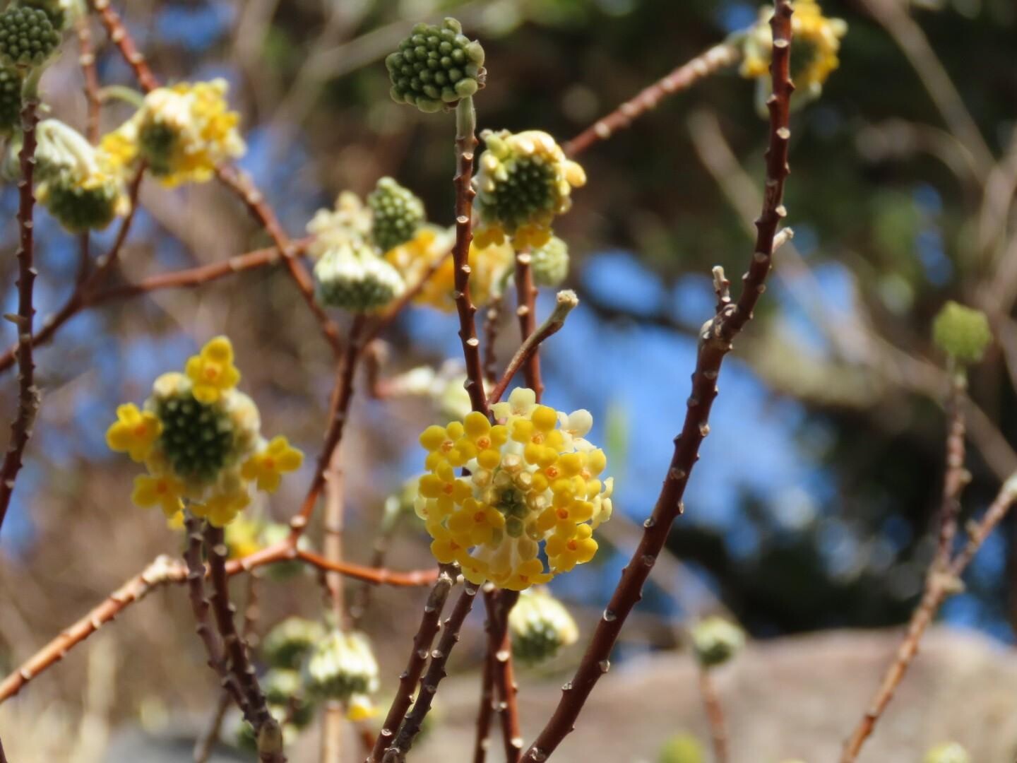 ママチャリで錦織公園 / mamiさんのウォーキングの活動データ | YAMAP / ヤマップ