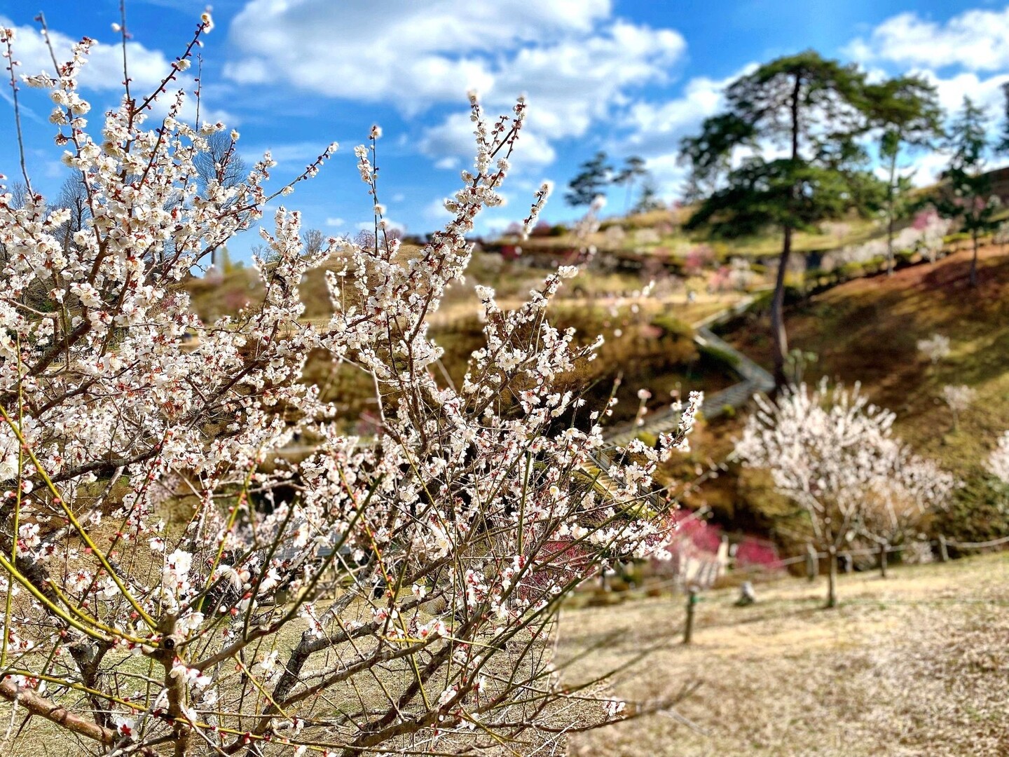 日の出山⛰～SnowMan⛩ 愛宕神社～吉野梅郷🌸梅まつり / Nmamaさんの大岳山・御岳山・御前山の活動データ | YAMAP / ヤマップ