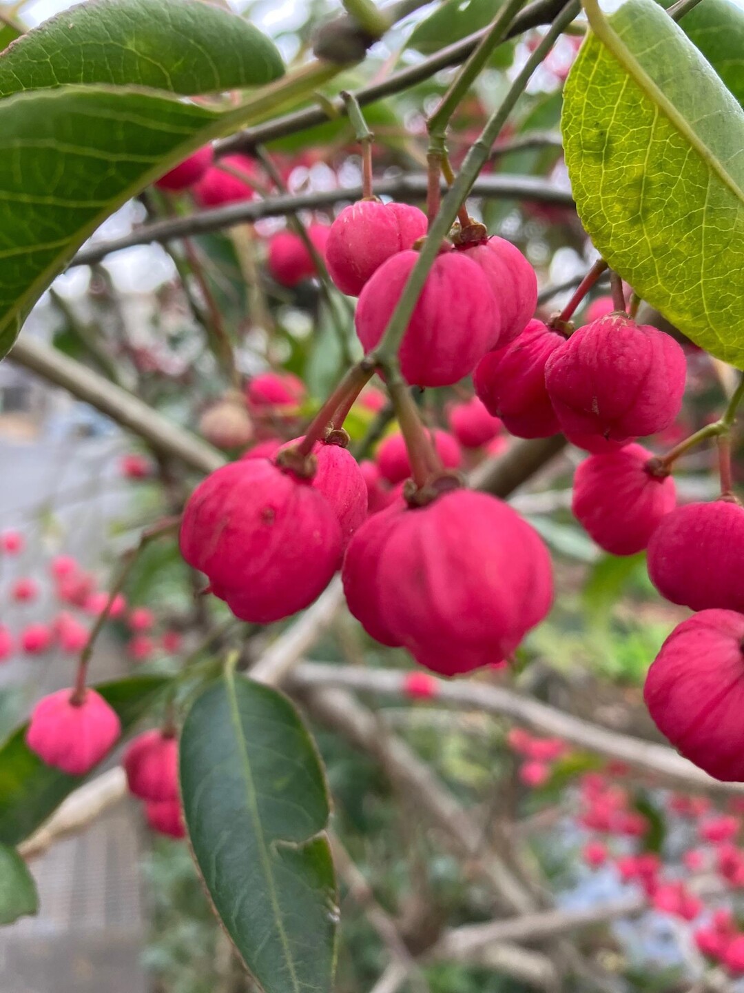 🌿AZUSA 🌸伍 🥾さんの投稿したフィールドメモ | YAMAP / ヤマップ