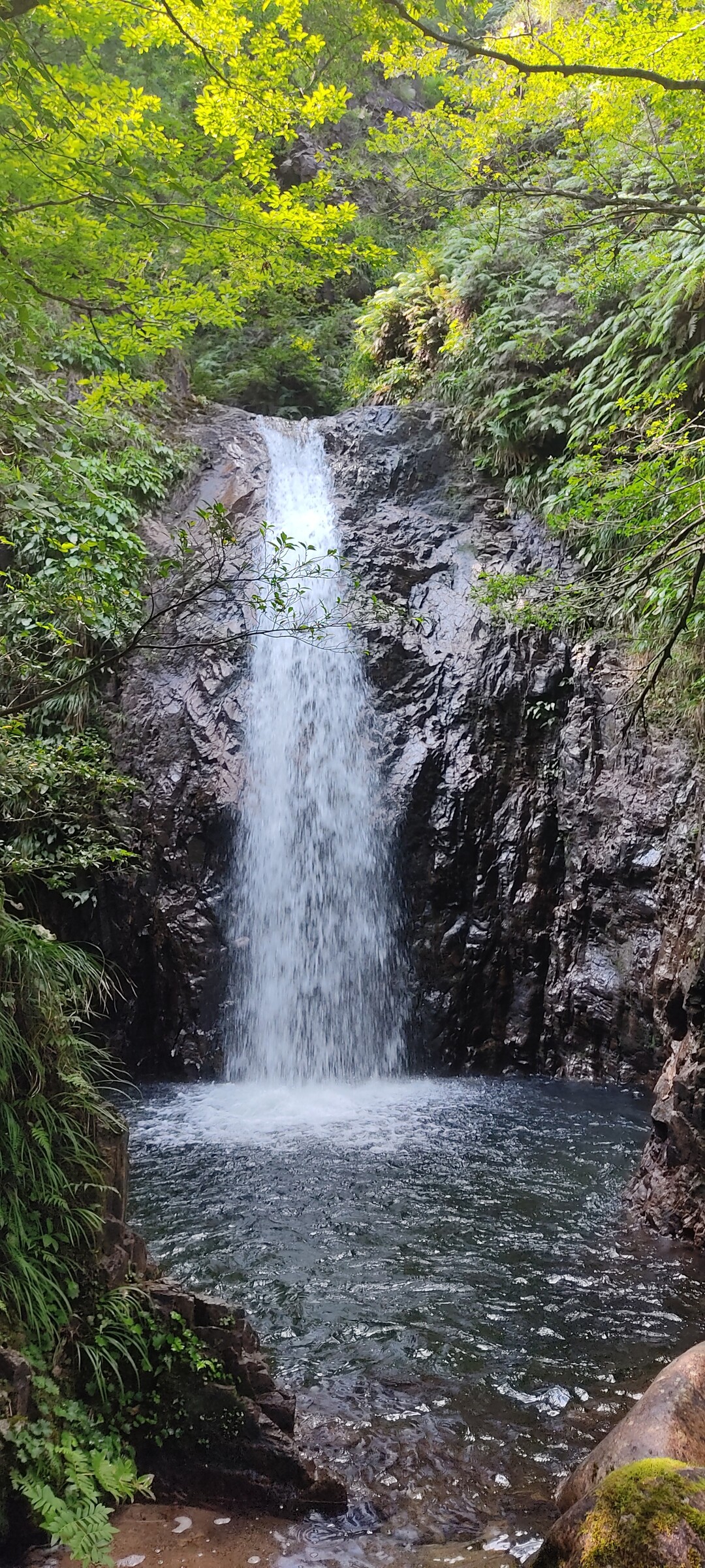 登山黒河渓谷 口無谷一の滝（F1）鬼ヶ滝 / こういちSさんの野坂岳の活動データ | YAMAP / ヤマップ