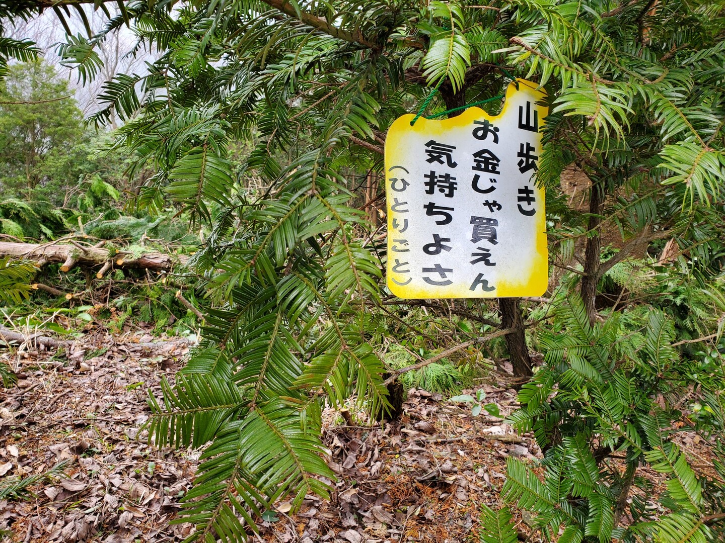 樅木山(もみの木やま) 2021-02-28 / na-kaさんの大分市の活動日記 | YAMAP / ヤマップ