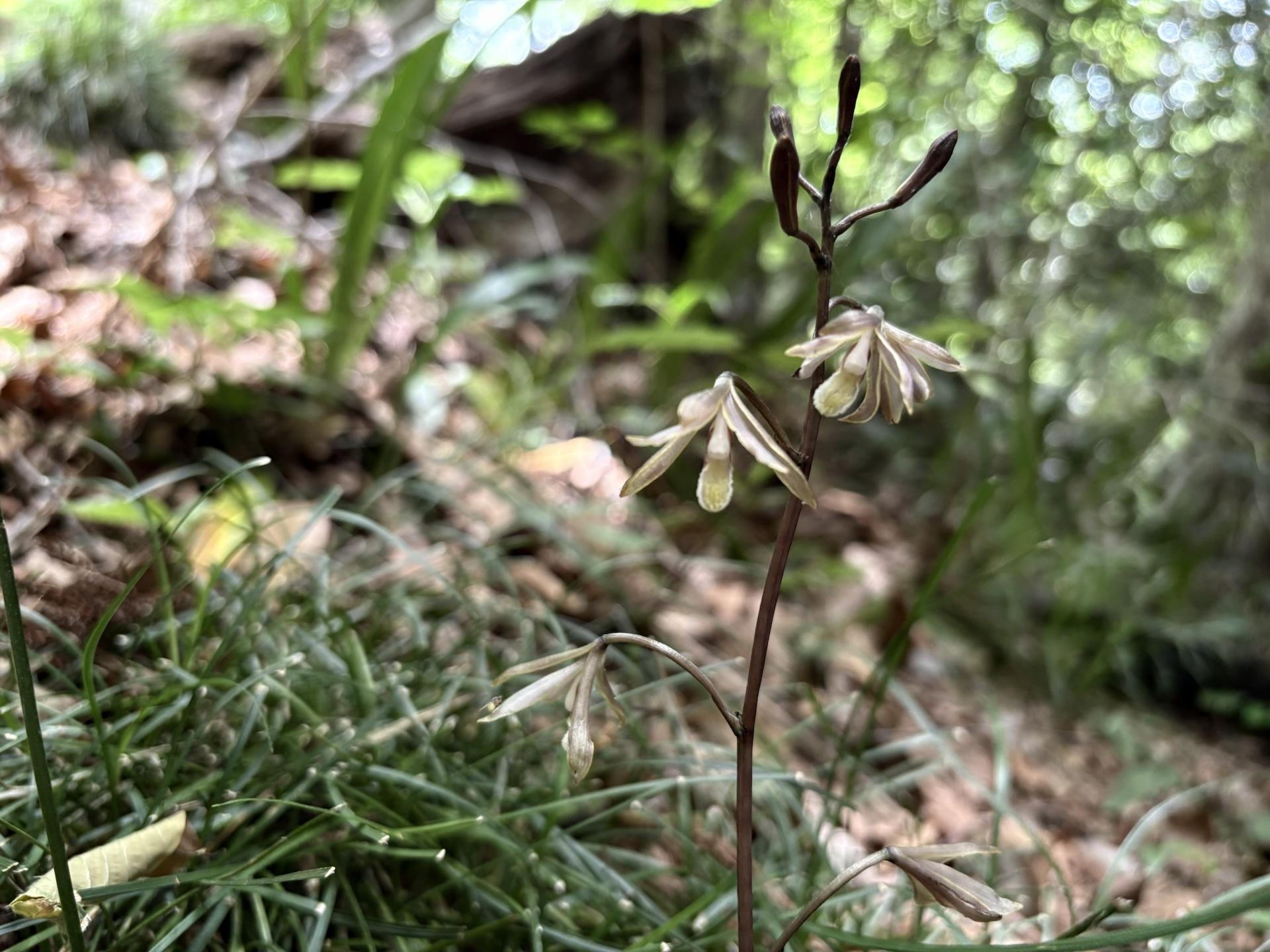 梅雨入り前に高尾山 / skipさんの高尾山・陣馬山・景信山の活動データ | YAMAP / ヤマップ