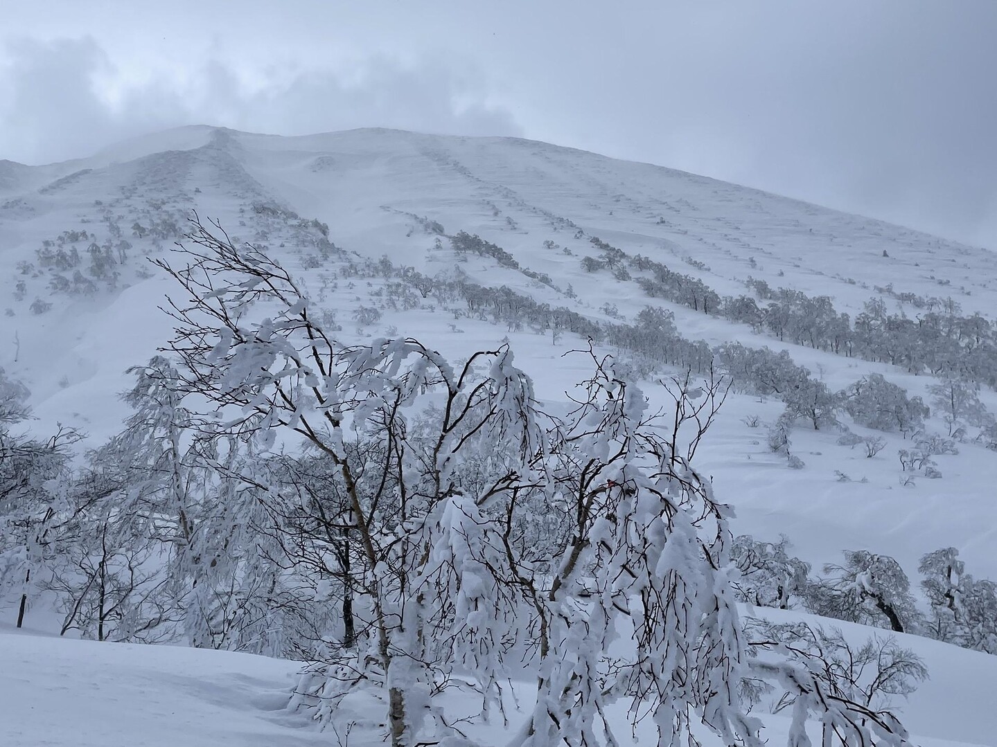秋田駒ヶ岳BC / Ku-2さんの秋田駒ヶ岳・男女岳・貝吹岳の活動データ | YAMAP / ヤマップ