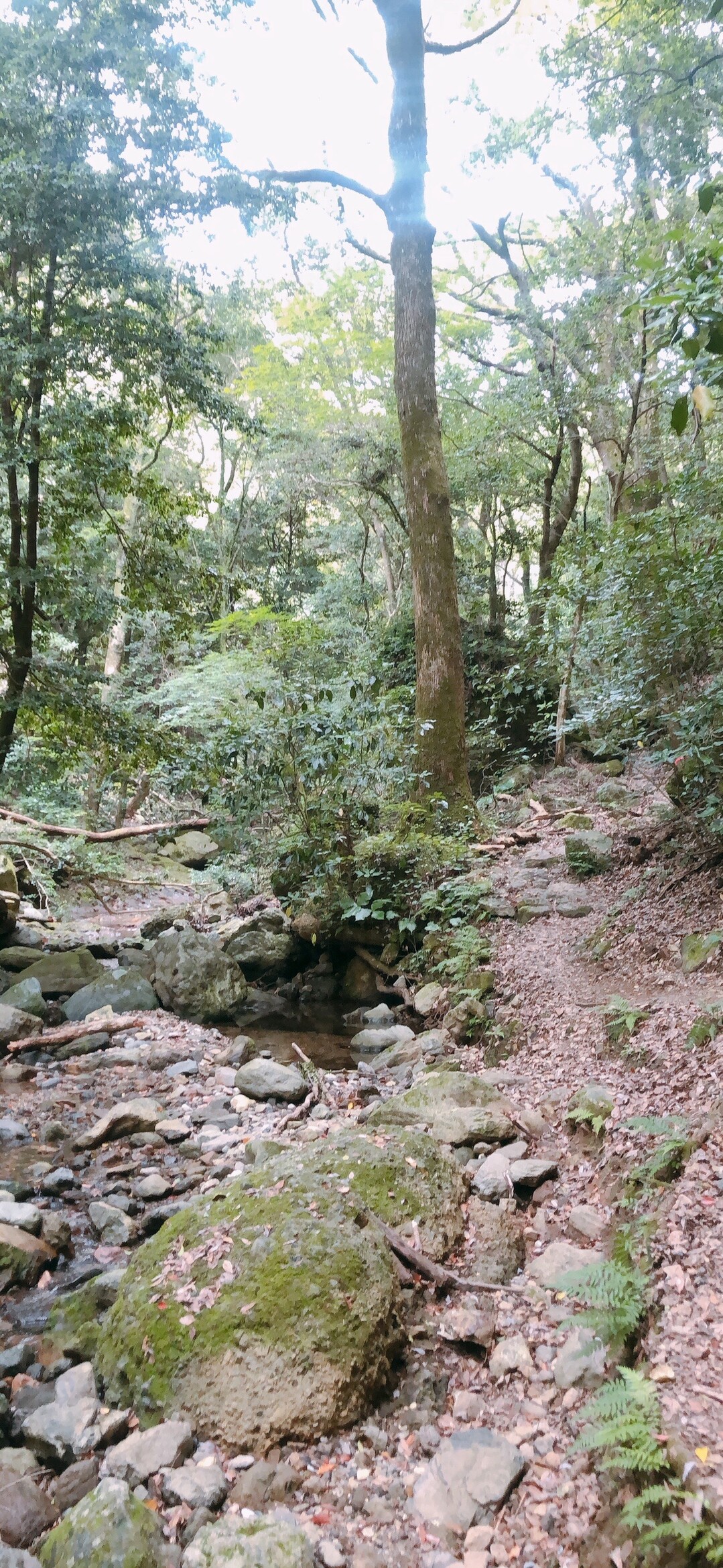 someさんの投稿したフィールドメモ | YAMAP / ヤマップ