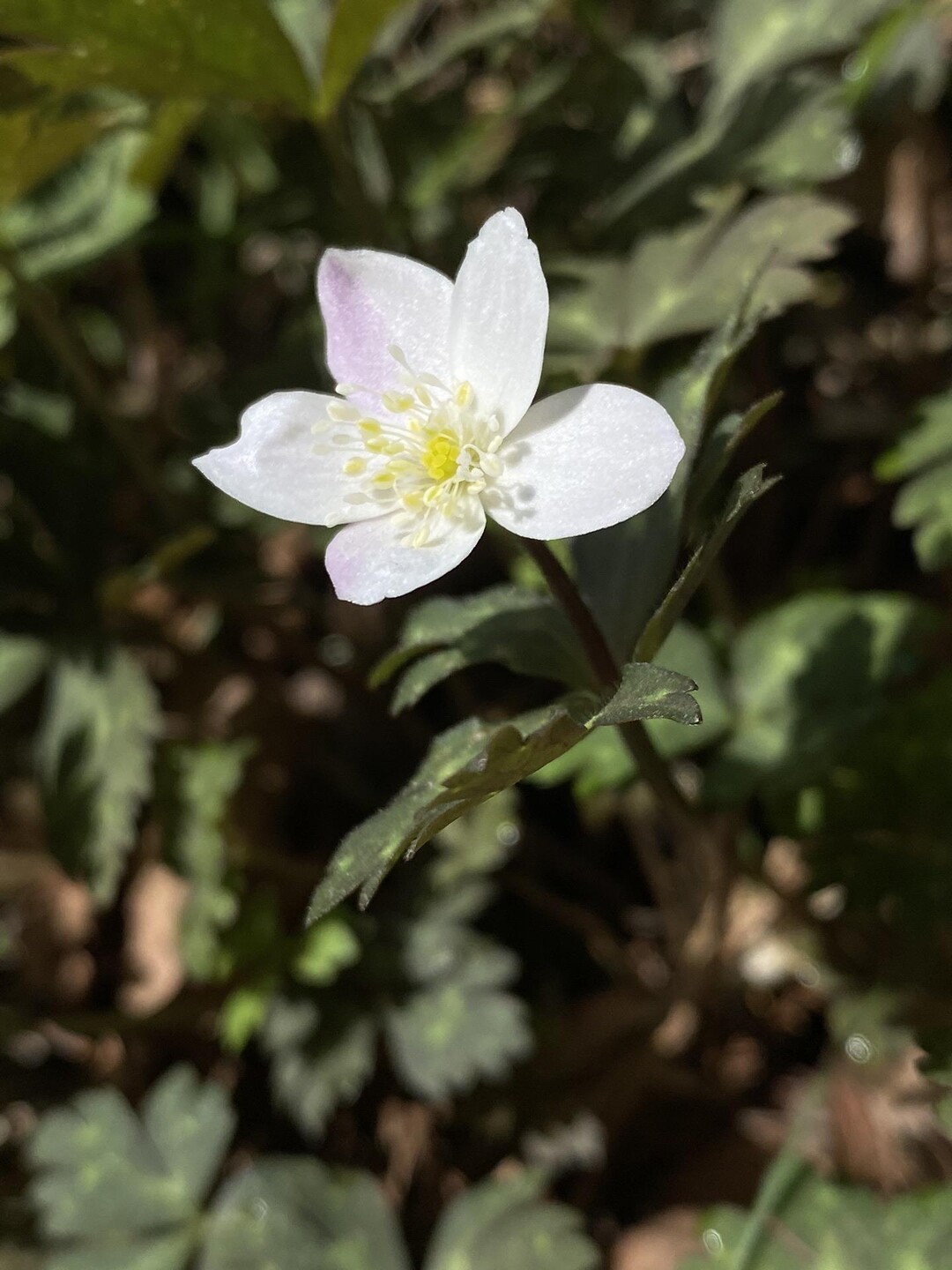 高尾・日影沢&小下沢 春散歩 / eijiさんの高尾山・陣馬山・景信山の活動データ | YAMAP / ヤマップ
