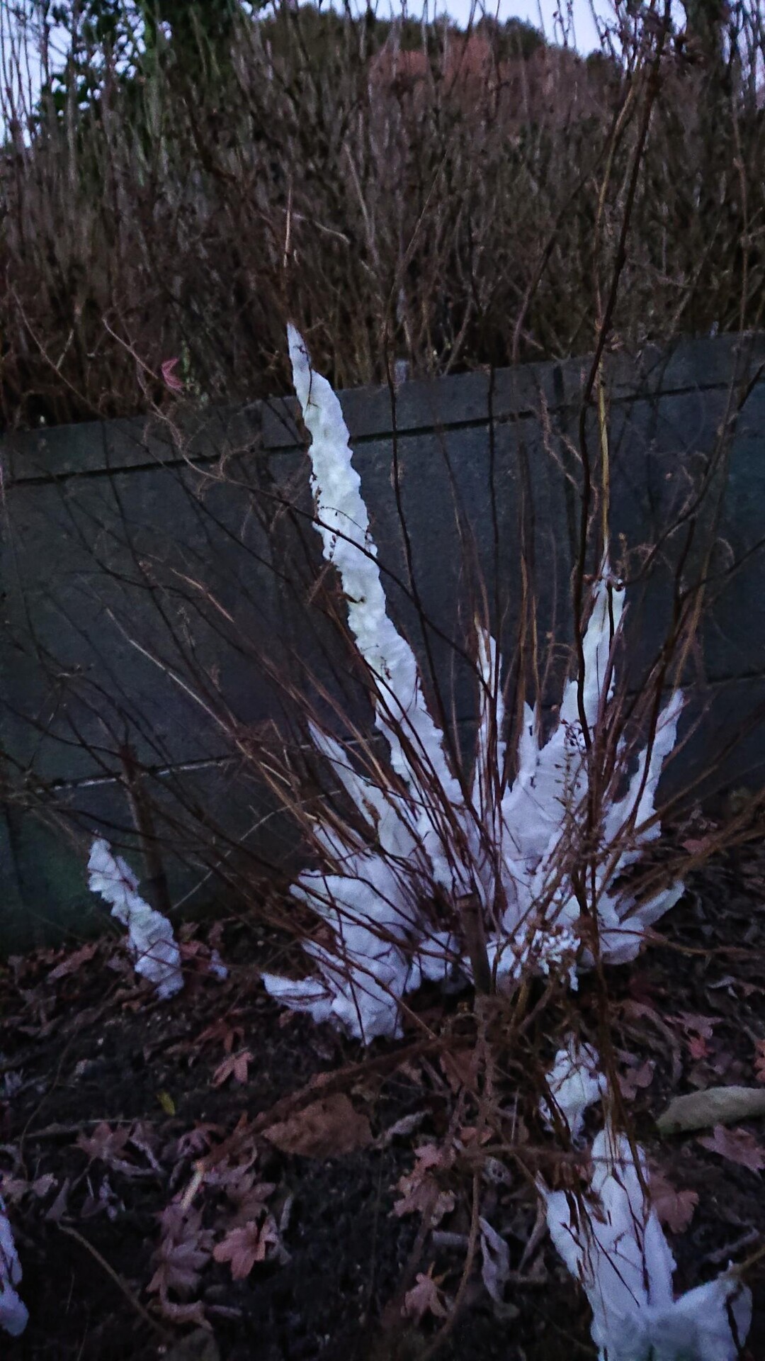 高尾山4号路↑1号路↓ / aoさんの高尾山・陣馬山・景信山の活動データ | YAMAP / ヤマップ