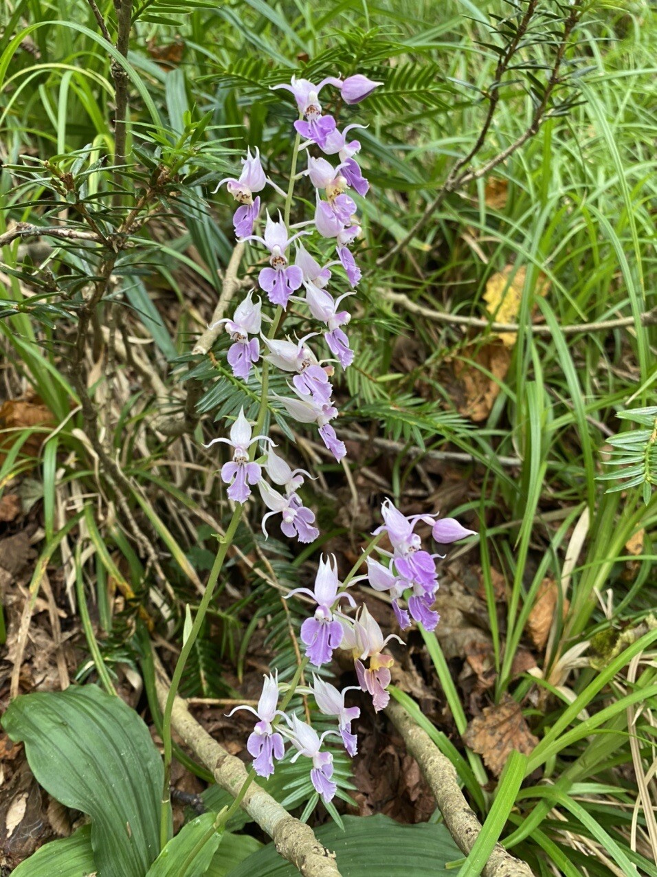 野坂岳 / Yu-krin＊さんの野坂岳の活動データ | YAMAP / ヤマップ