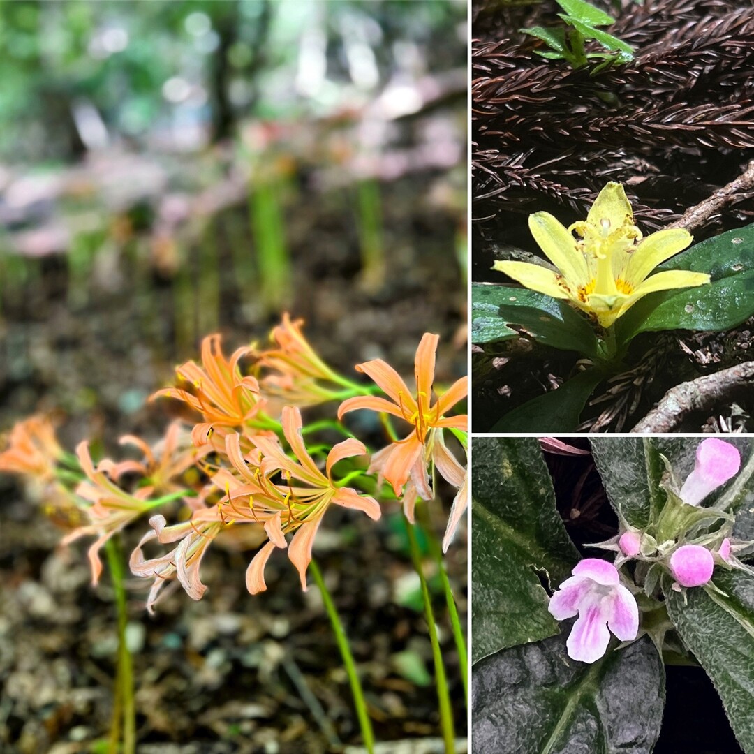 竜爪山(薬師岳．文珠岳）TJAR2022 / かぎしっぽさんの竜爪山・薬師岳の活動データ | YAMAP / ヤマップ