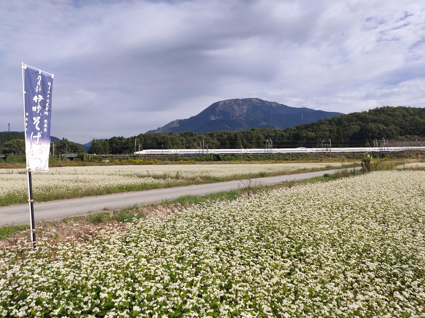 伊吹山、蕎麦の花、新幹線の共演。 #伊吹... / しんろくさんのモーメント | YAMAP / ヤマップ