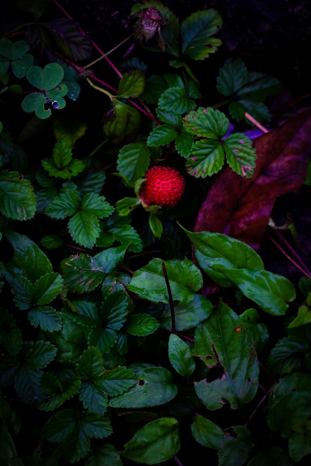 雨に濡れたヤブヘビイチゴ。 雨上がりの... / stripeさんのモーメント | YAMAP / ヤマップ