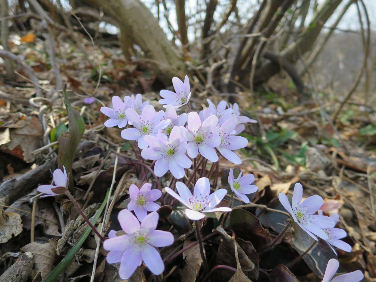 角田山ᨒ𖡼.𖤣𖥧灯台コースからcoco本体🐶と♡ / cocoさんの角田山の活動データ | YAMAP / ヤマップ