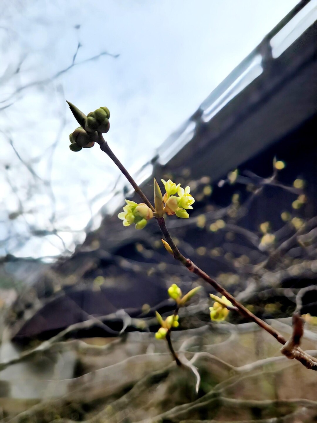 Takayamaの春～from now～... / KATSU🐾さんのモーメント | YAMAP / ヤマップ