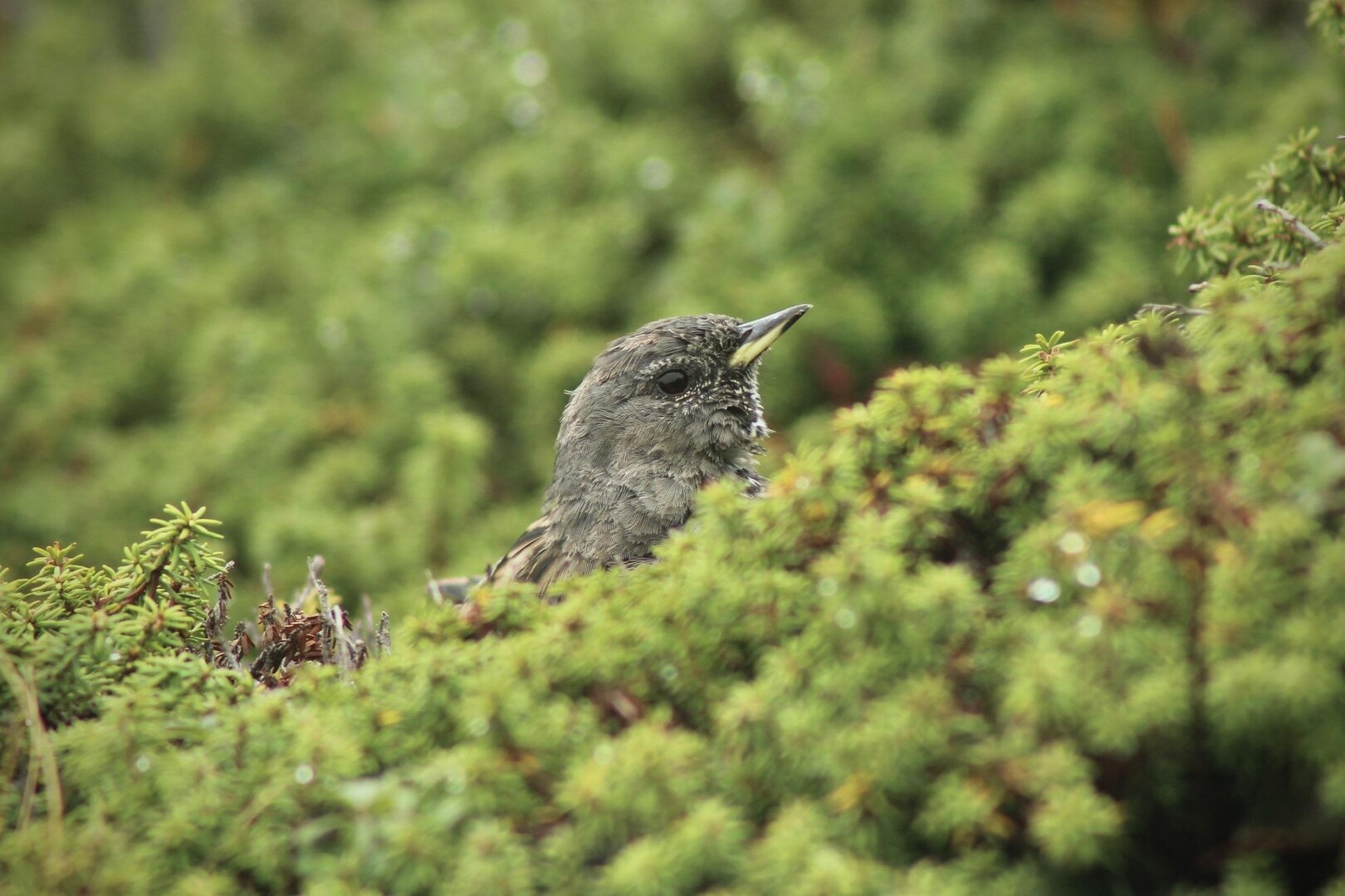 中岳・木曽駒ヶ岳（西駒ヶ岳） / ikumiさんの木曽駒ヶ岳・空木岳・越百山の活動データ | YAMAP / ヤマップ