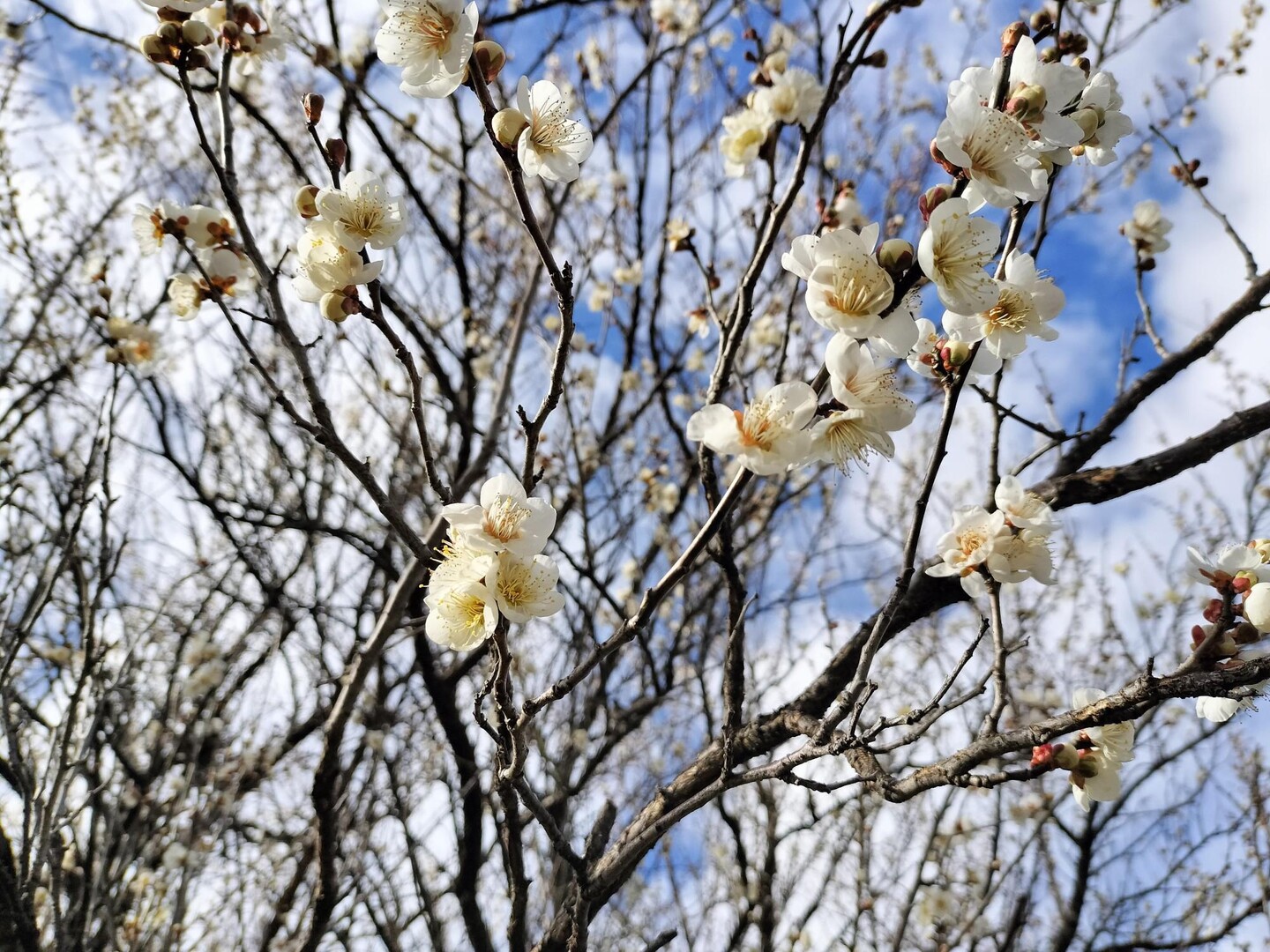 池田山 / climber_piさんの池田山の活動データ | YAMAP / ヤマップ