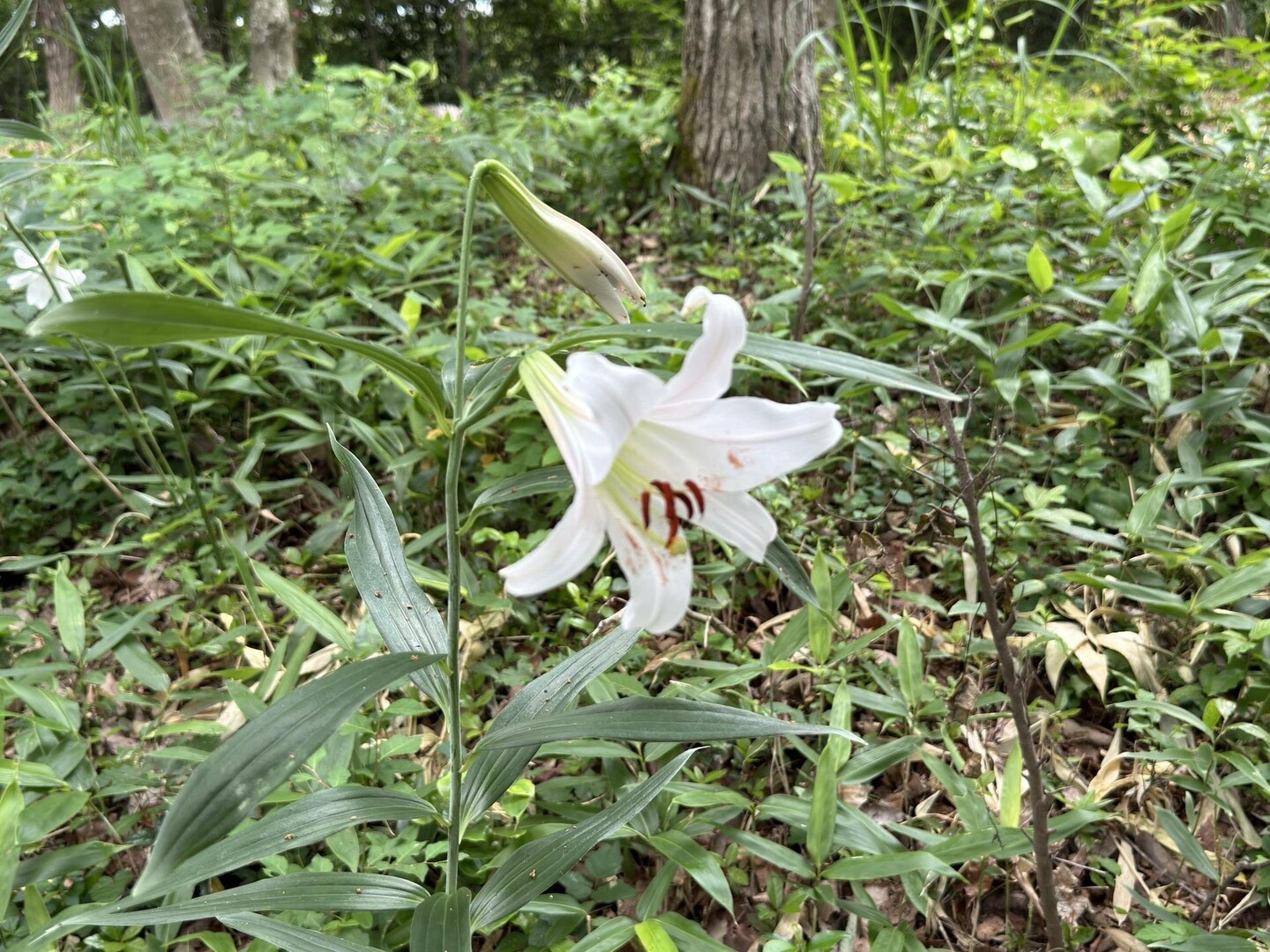 血墓山•前山 2024-6-9 ササユリ観察会 / jt0450さんの加賀市の活動データ | YAMAP / ヤマップ