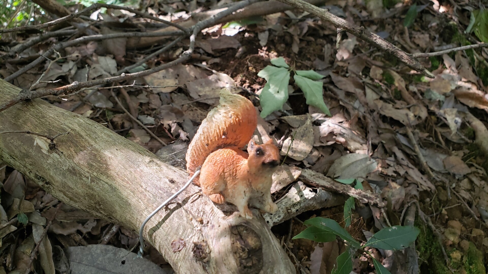 次女久しぶり👧文殊山 / obamaさんの下市山の活動データ | YAMAP / ヤマップ