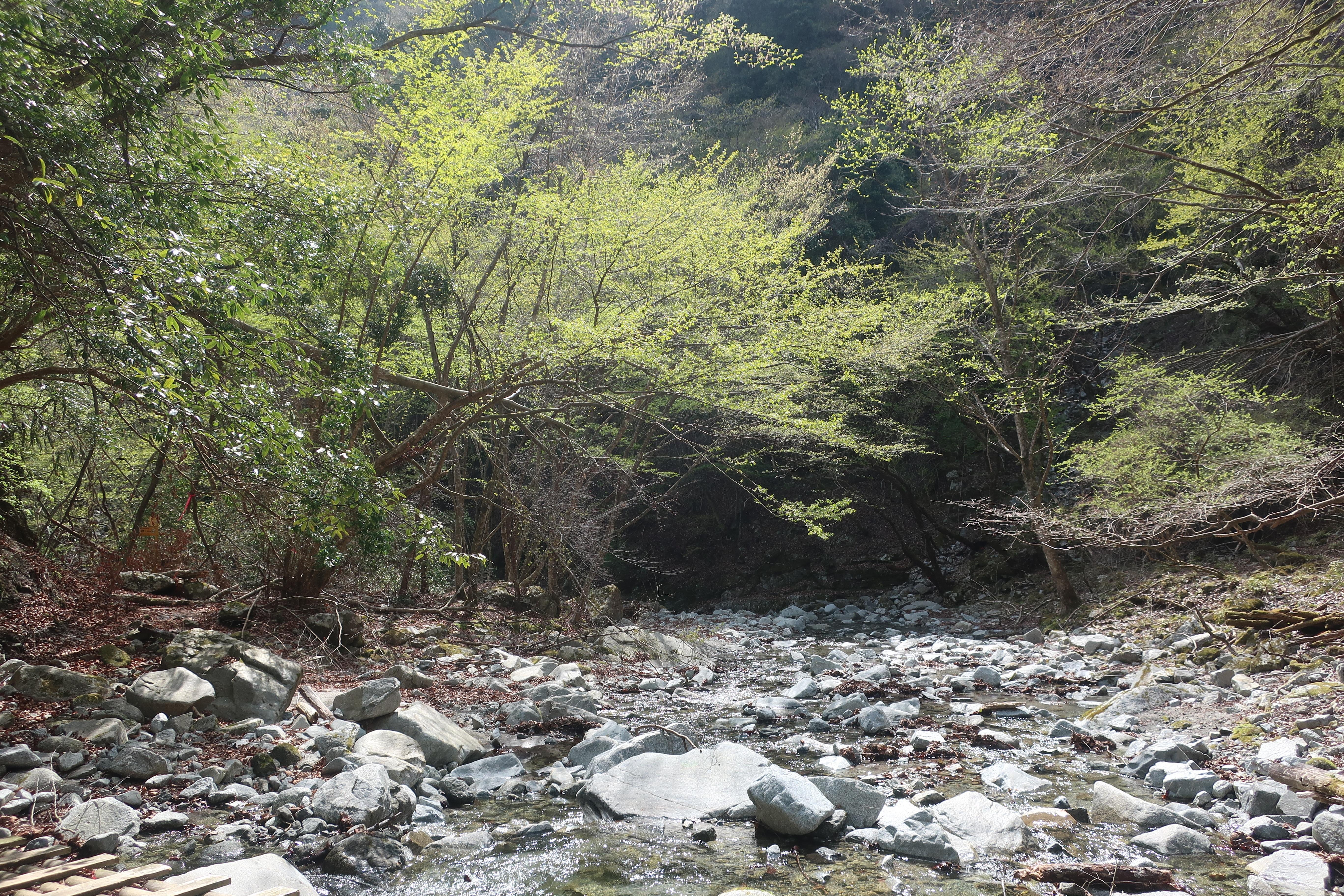 春の西丹沢・畦ヶ丸202504 / TakaoKikukoさんの大室山・畦ヶ丸山・菰釣山の活動日記 | YAMAP / ヤマップ