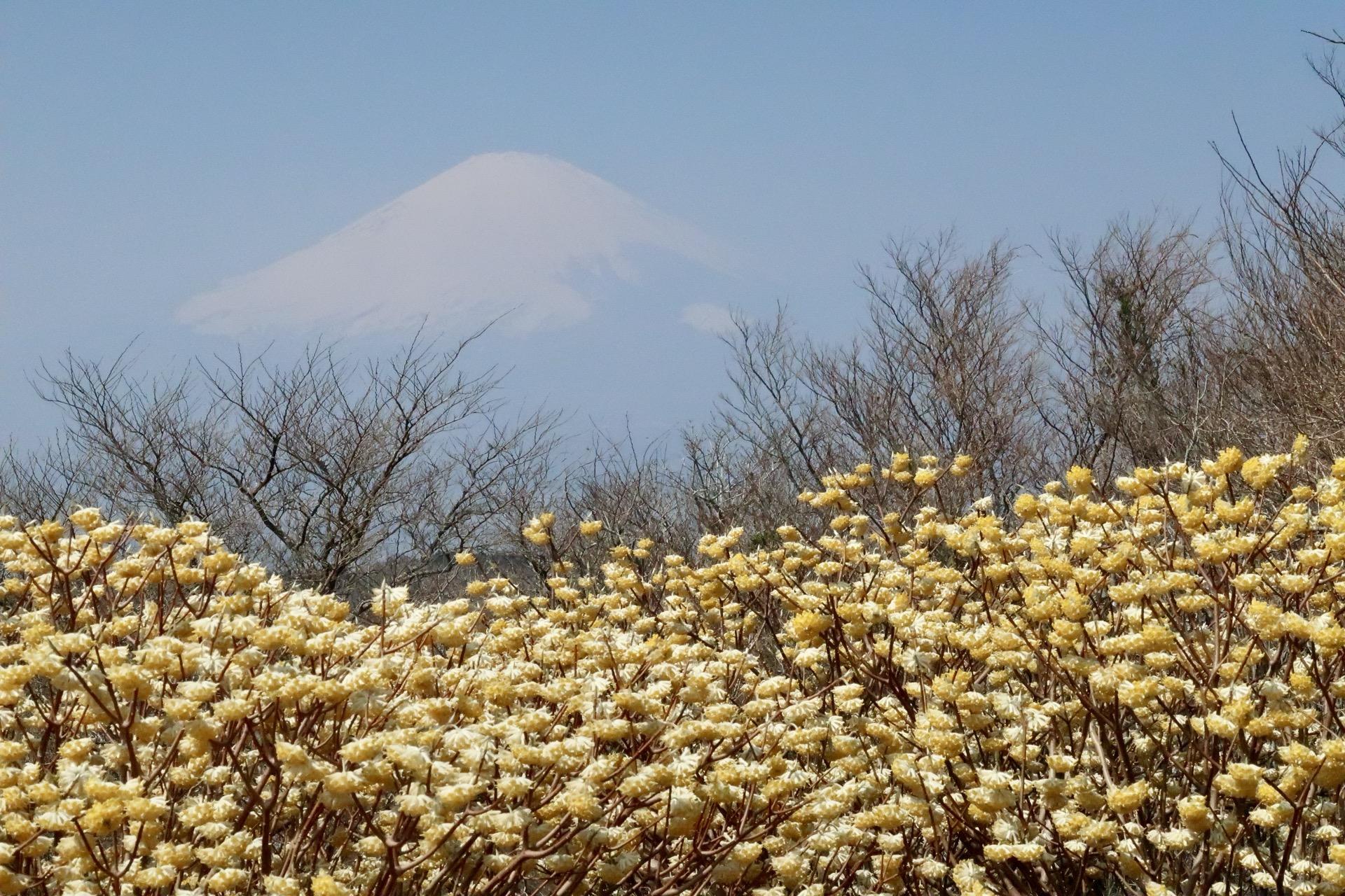 黄砂とミツマタとたまごサンド🌼 矢倉岳 / heeさんの矢倉岳の活動データ | YAMAP / ヤマップ