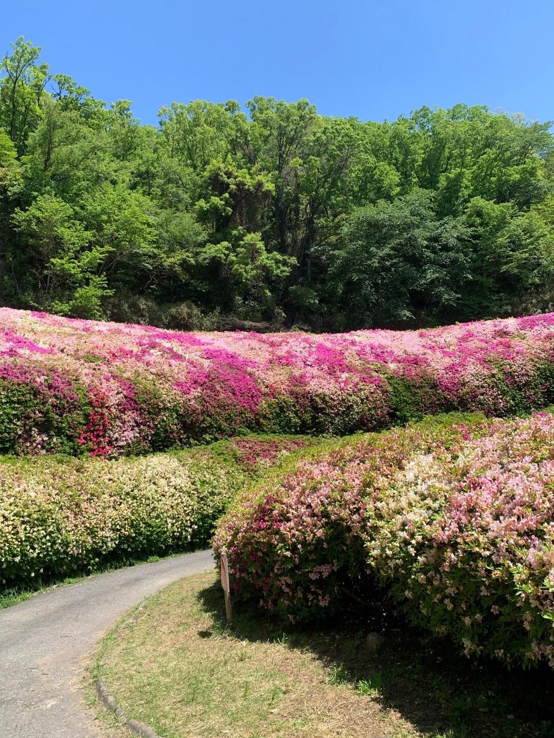 生駒でつつじロール / iwanemanさんの生駒山・神津嶽・大原山の活動データ | YAMAP / ヤマップ