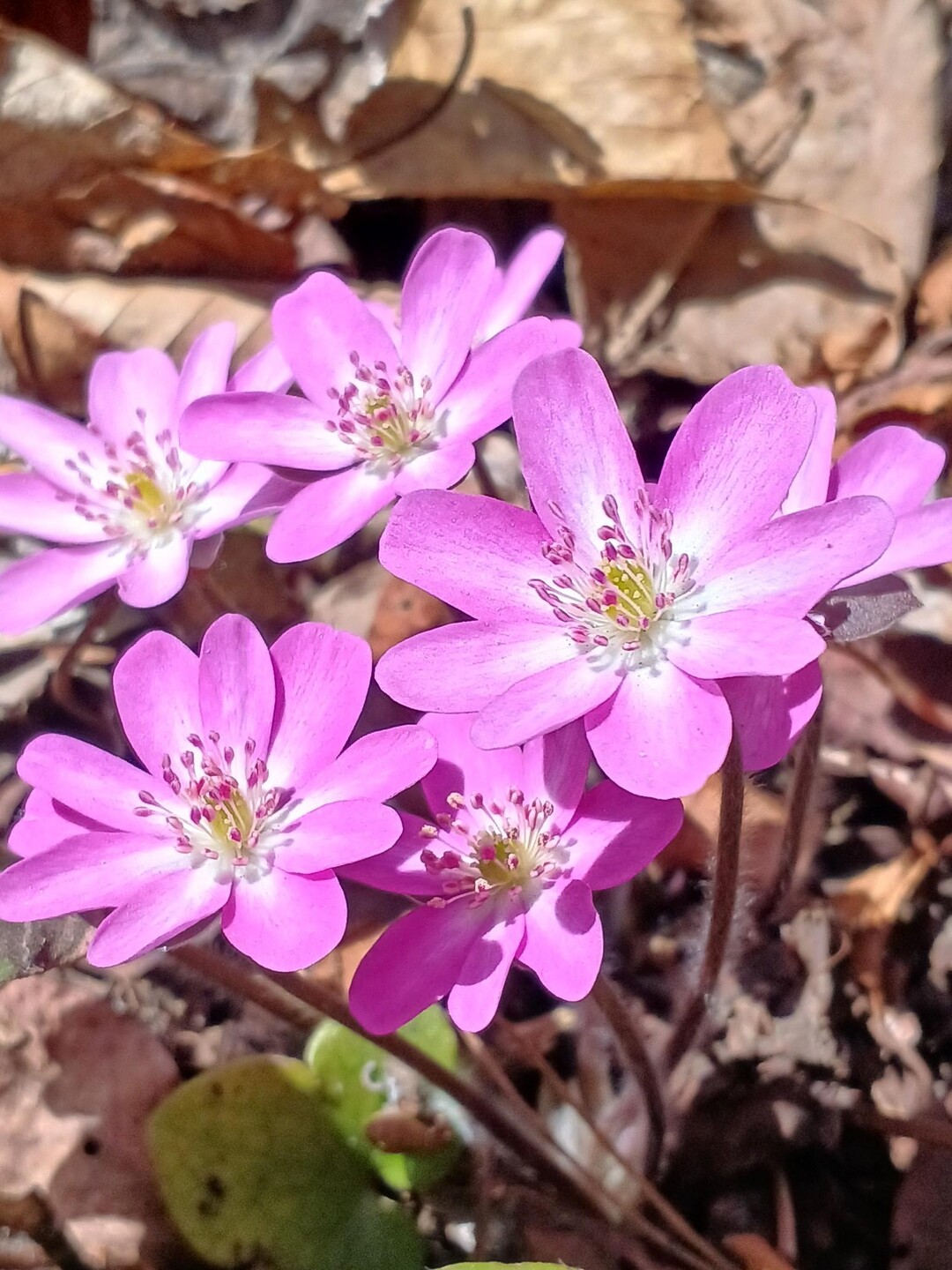 金剛山 / yokkoさんの金剛山・二上山・大和葛城山の活動データ | YAMAP / ヤマップ