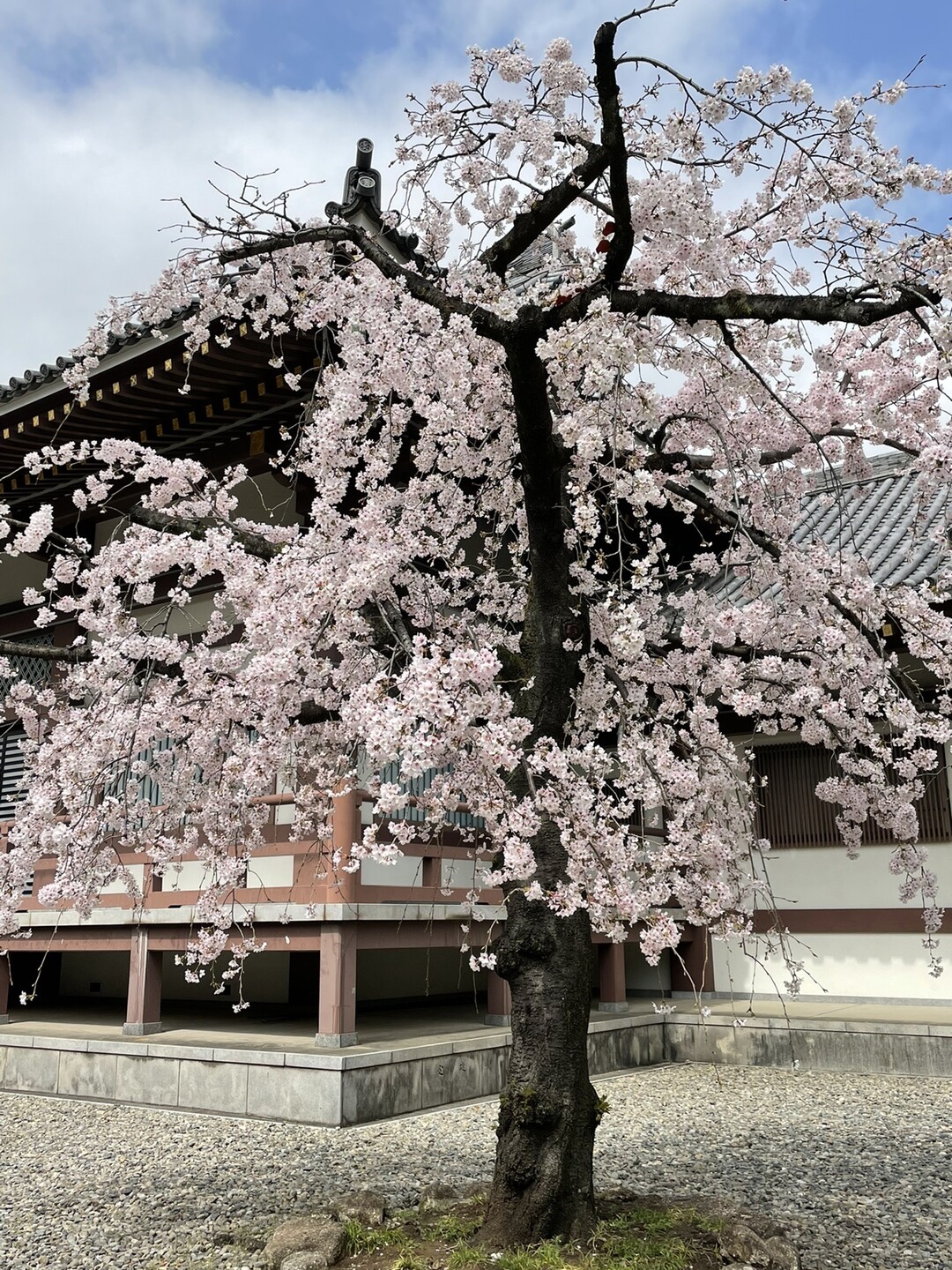 西新井大師の桜も満開でした / けいこちゃんさんのモーメント | YAMAP / ヤマップ