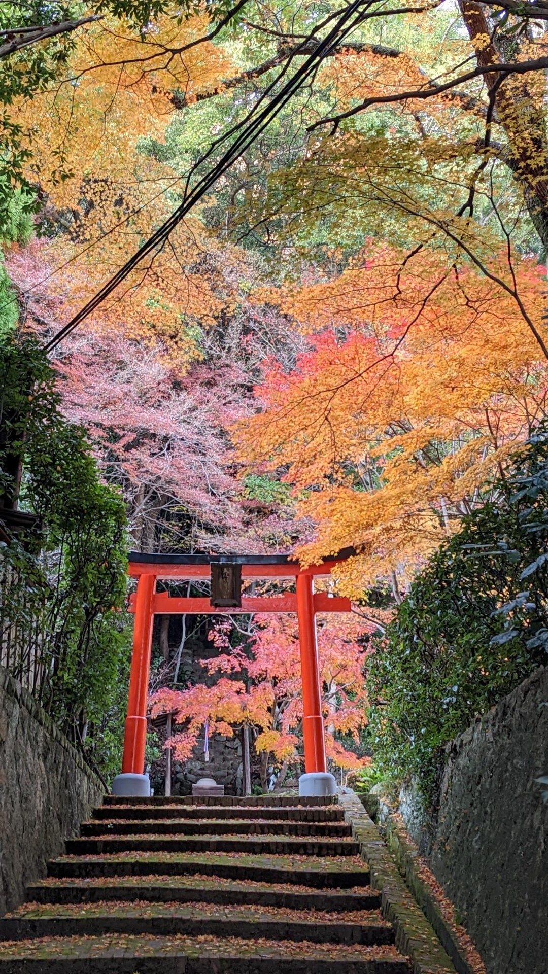 My六甲山 ワイガヤ山行 / TAZさんの六甲山・長峰山・摩耶山の活動データ | YAMAP / ヤマップ
