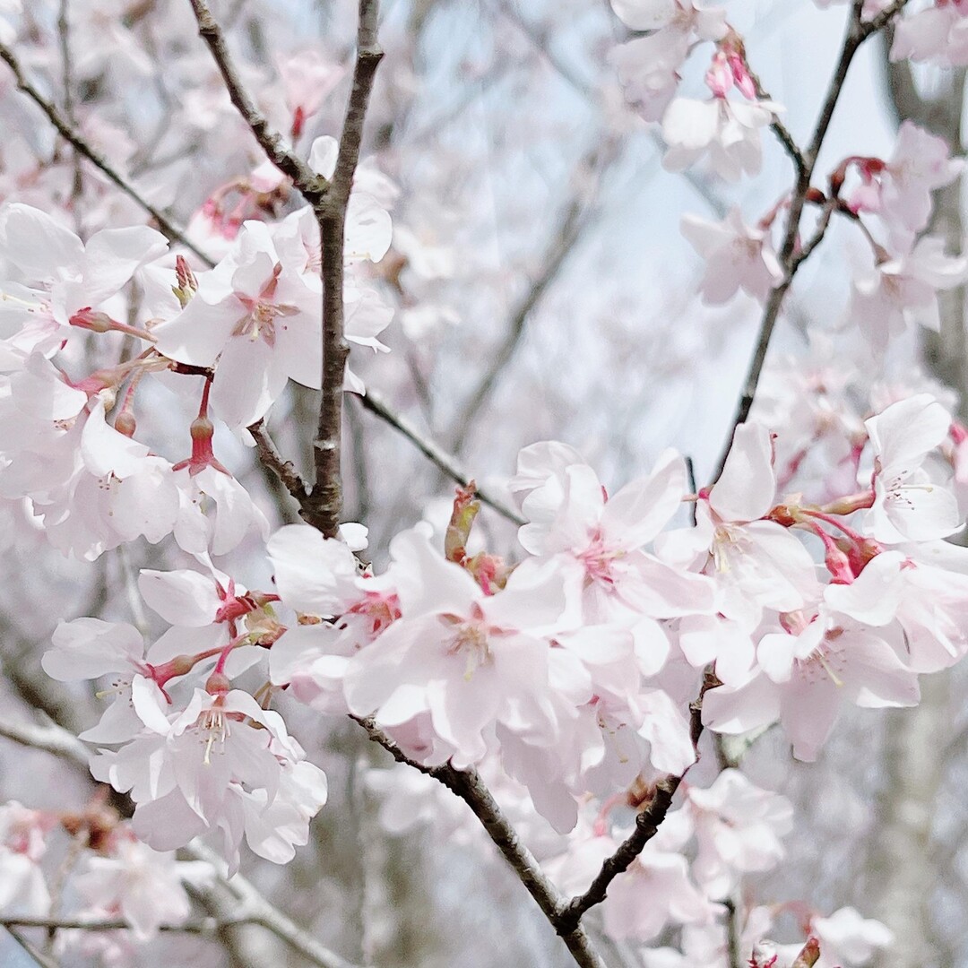 2024.04.06(土) 01:03 / papiさんのモーメント | YAMAP / ヤマップ