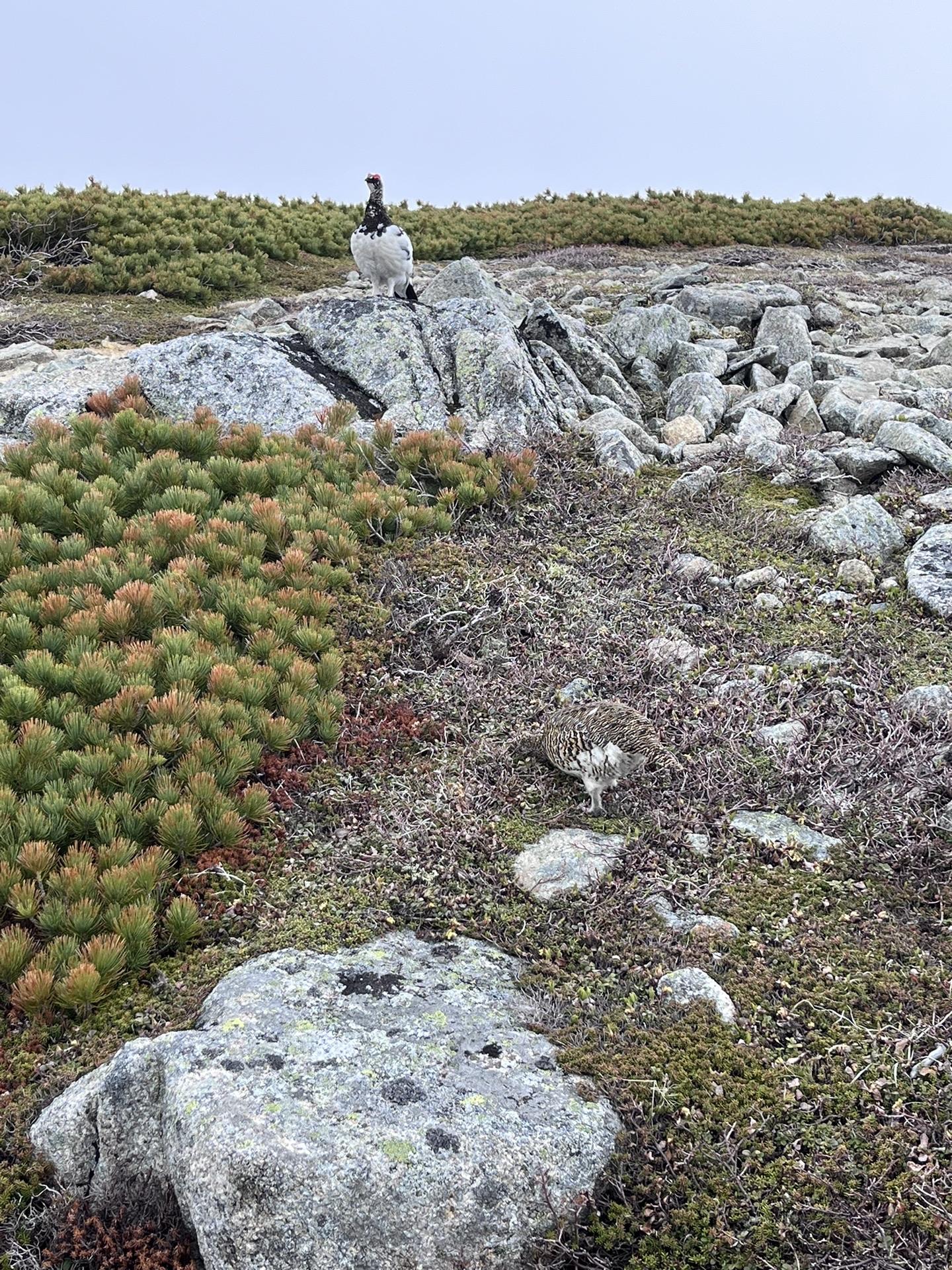 薬師岳〜チングルマとライチョウと / mierinさんの立山・雄山・浄土山の活動日記 | YAMAP / ヤマップ