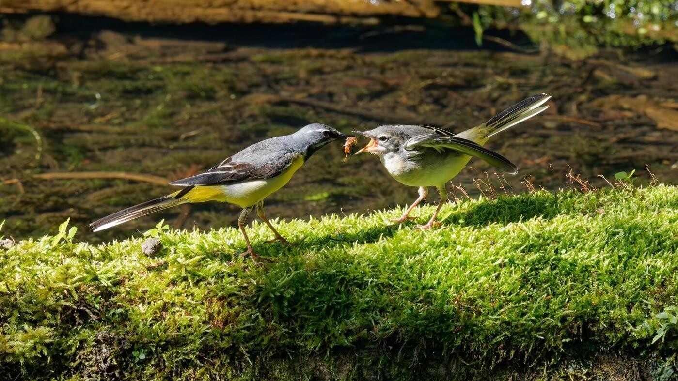 探鳥日記 Vol.49_2024年7月その1 / ふみさんの宇都宮市の活動日記 | YAMAP / ヤマップ