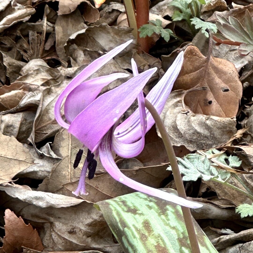 城山かたくりの里🌸 / Beni-512さんの高尾山・陣馬山・景信山の活動データ | YAMAP / ヤマップ