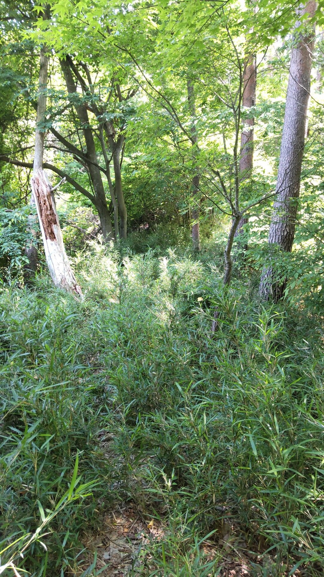 大野BS〜大窪山・羽根子山・高川山〜初狩駅 / 441Mさんの三ッ峠山・本社ヶ丸・鶴ヶ鳥屋山の活動データ | YAMAP / ヤマップ